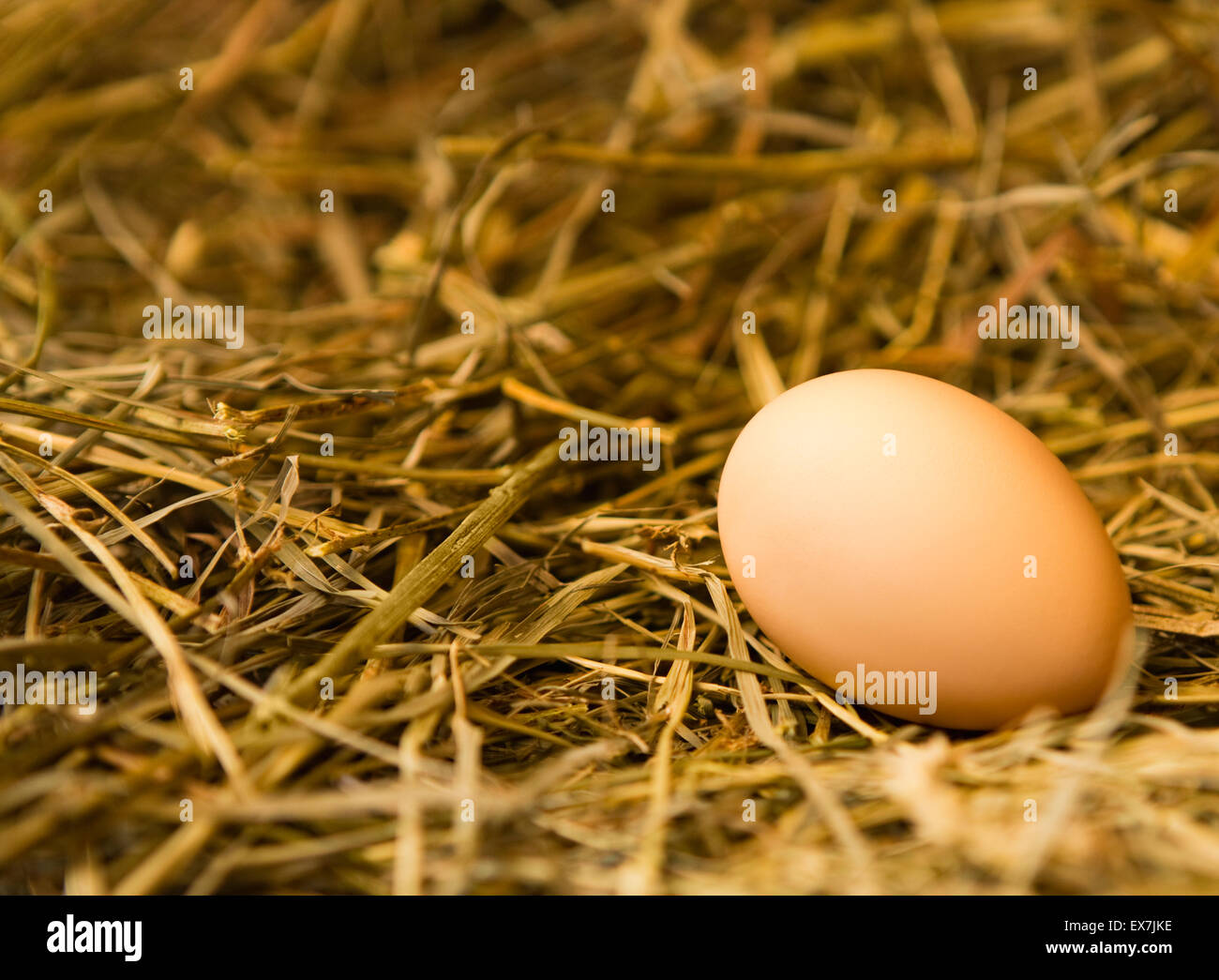 Chicken egg in hay Stock Photo - Alamy