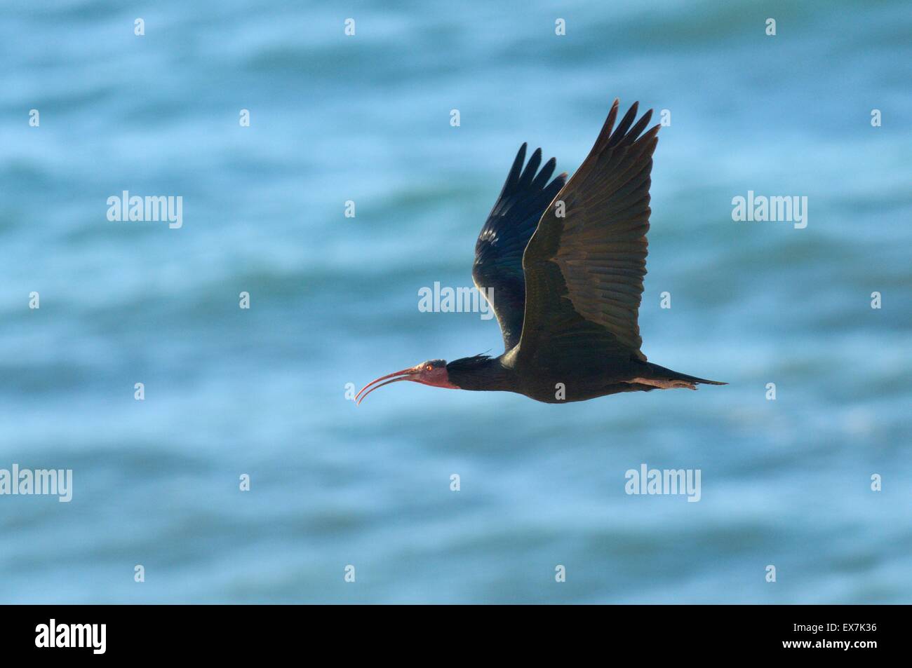 Northern Bald Ibis (Hermit Ibis or Waldrapp) Geronticus eremita, in ...