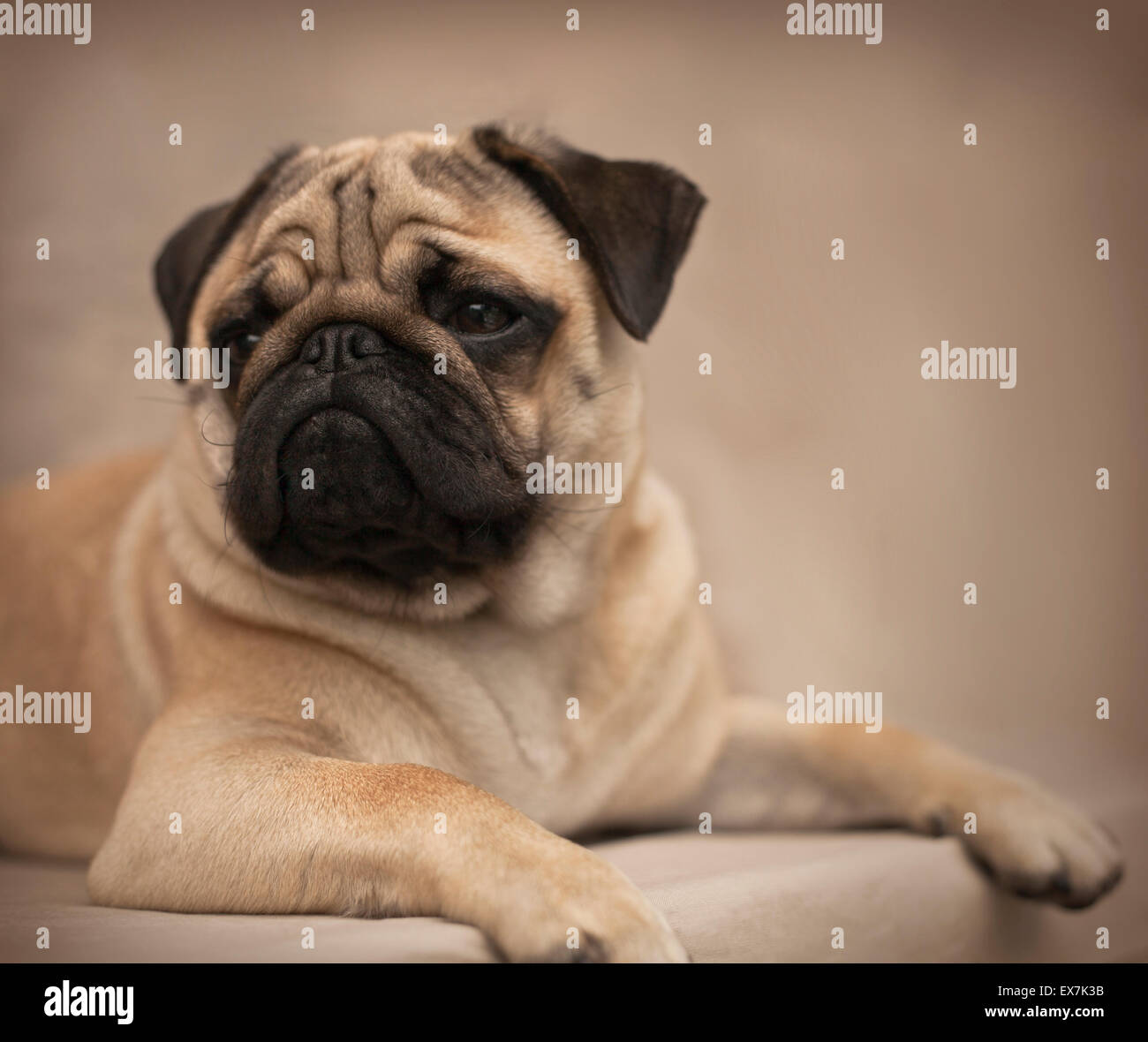 Puppy laying down hi-res stock photography and images - Alamy