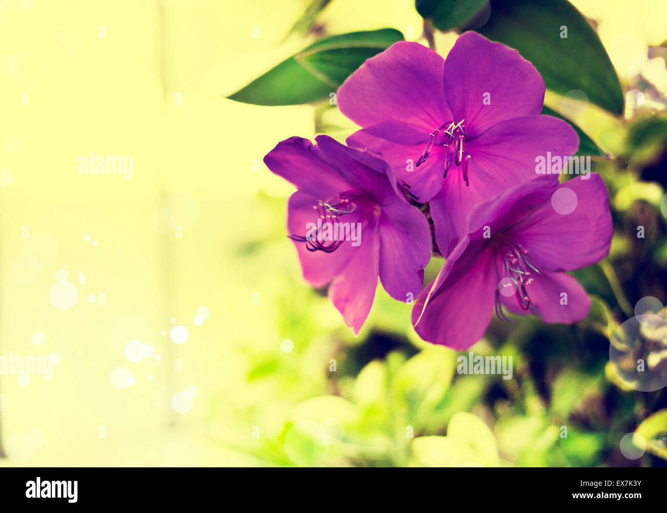 Beautiful pink purple flower, spring background with sunshine Stock ...