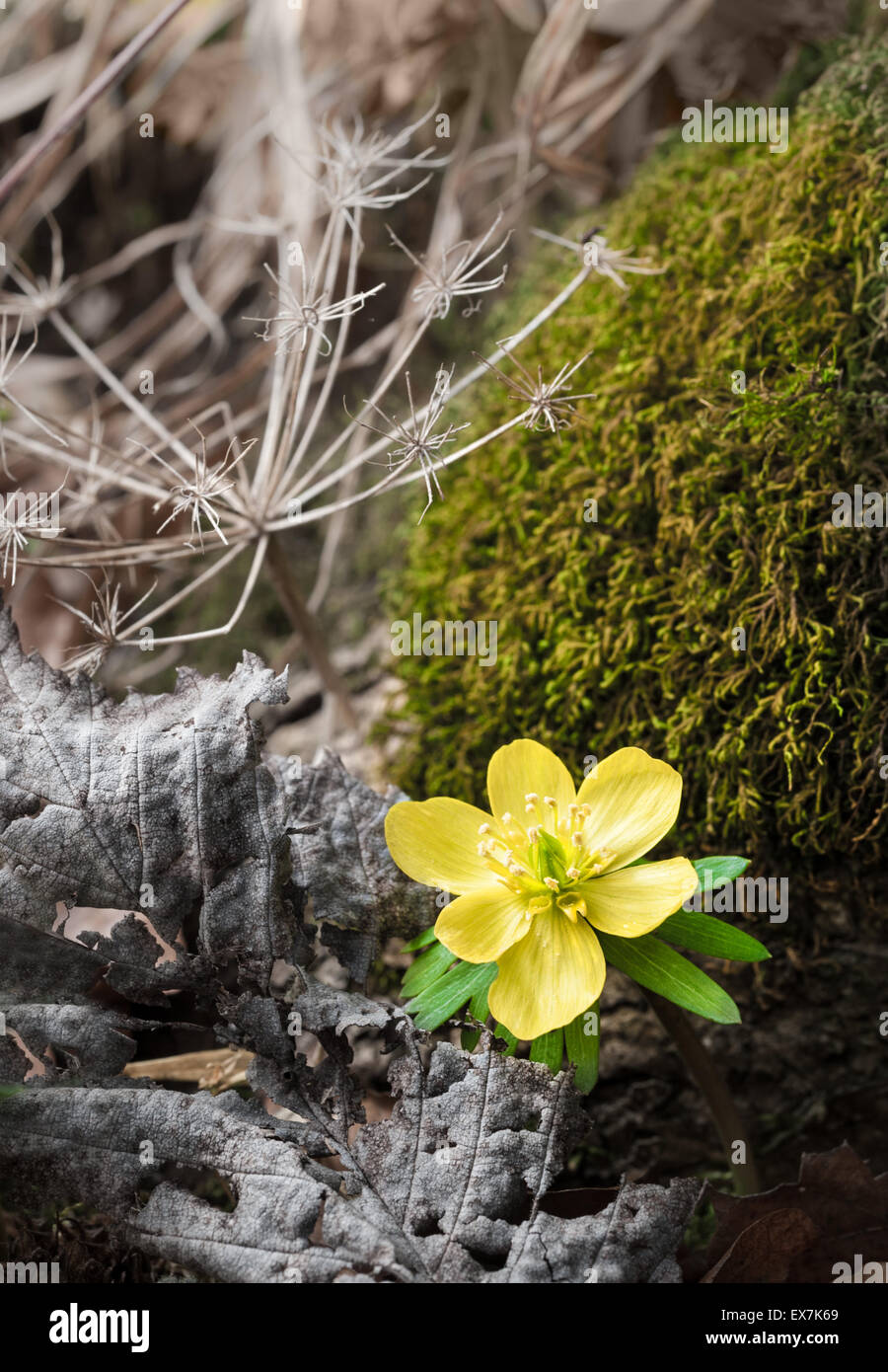 Wild winter aconite in spring forest in Central Germany Stock Photo - Alamy