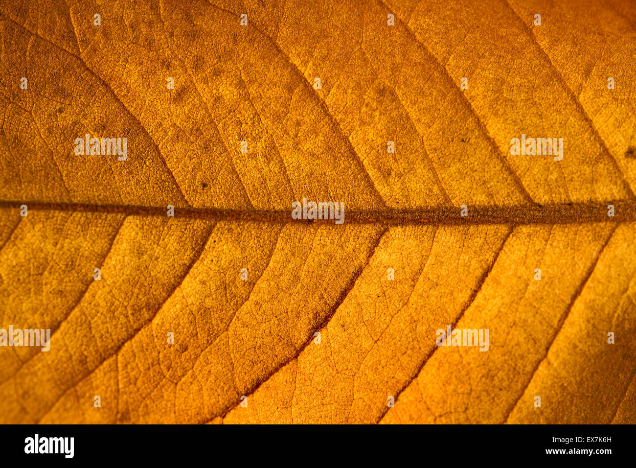 autumn magnolia leaf, very shallow focus, macro photography Stock Photo ...