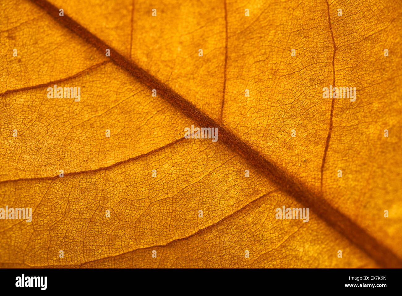 autumn magnolia leaf, very shallow focus, macro photography Stock Photo ...