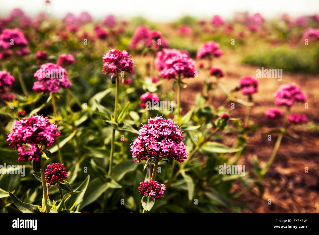 Beautiful pink purple flower, spring background with sunshine Stock ...