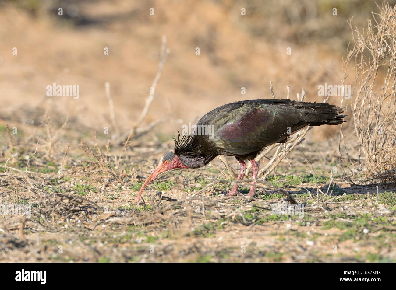 Adult northern ibis hi-res stock photography and images - Alamy