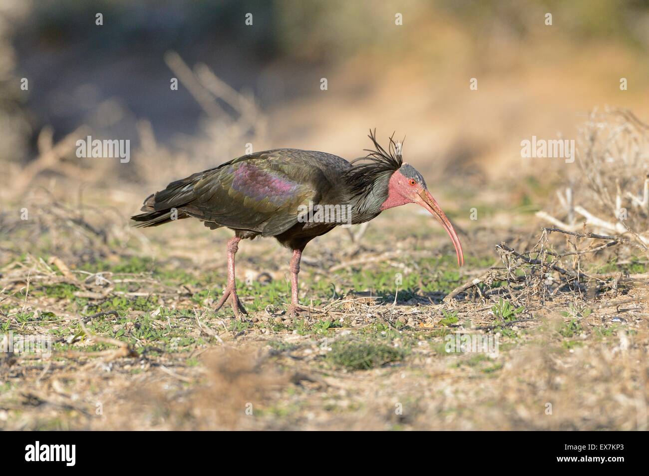 Adult northern ibis hi-res stock photography and images - Alamy
