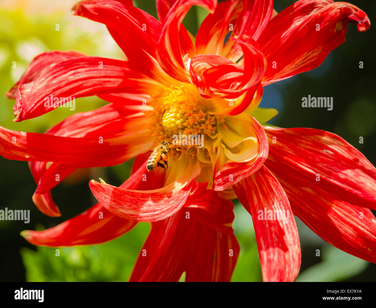 Honey bee pollinating a brilliant red and yellow dahlia with swirling ...