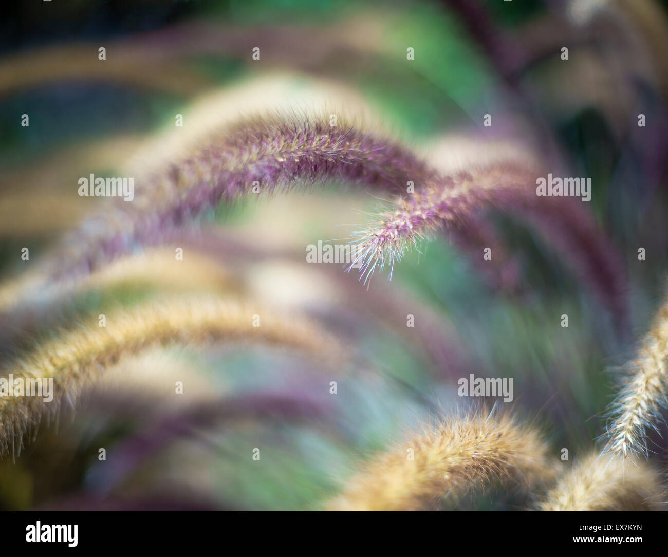 Soft tendrils of purple fountain grass Stock Photo - Alamy