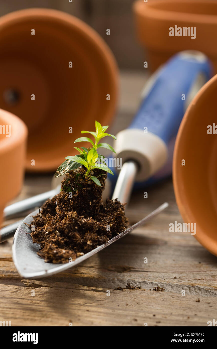 Plant tools from above hi-res stock photography and images - Alamy