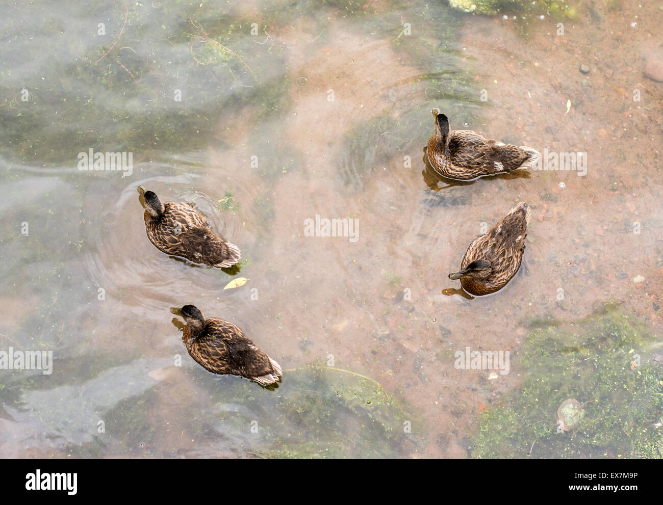 Ducks and bog hi-res stock photography and images - Alamy