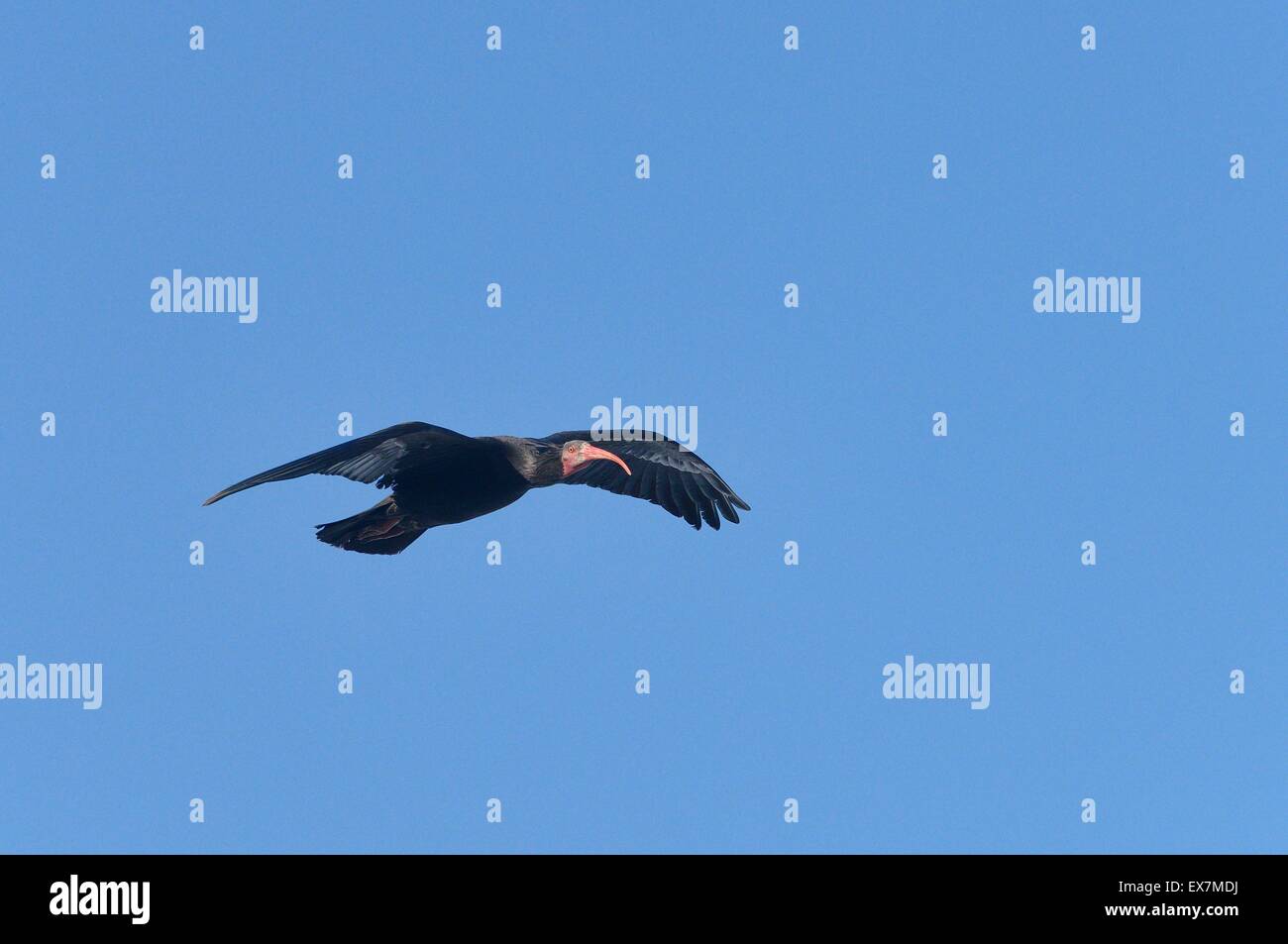 Wild bald ibis hi-res stock photography and images - Alamy