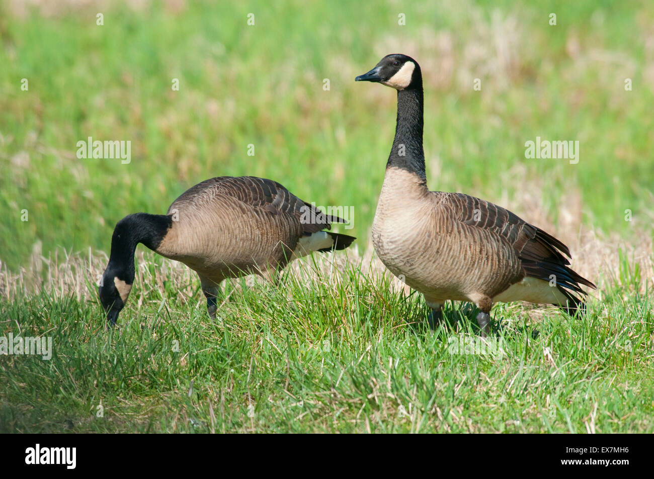 Cackling geese, Ridgefield National Wildlife Refuge, Washington Stock ...