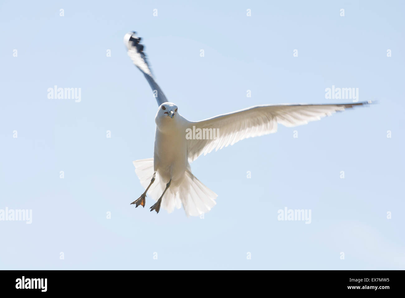 White gull bird hi-res stock photography and images - Alamy