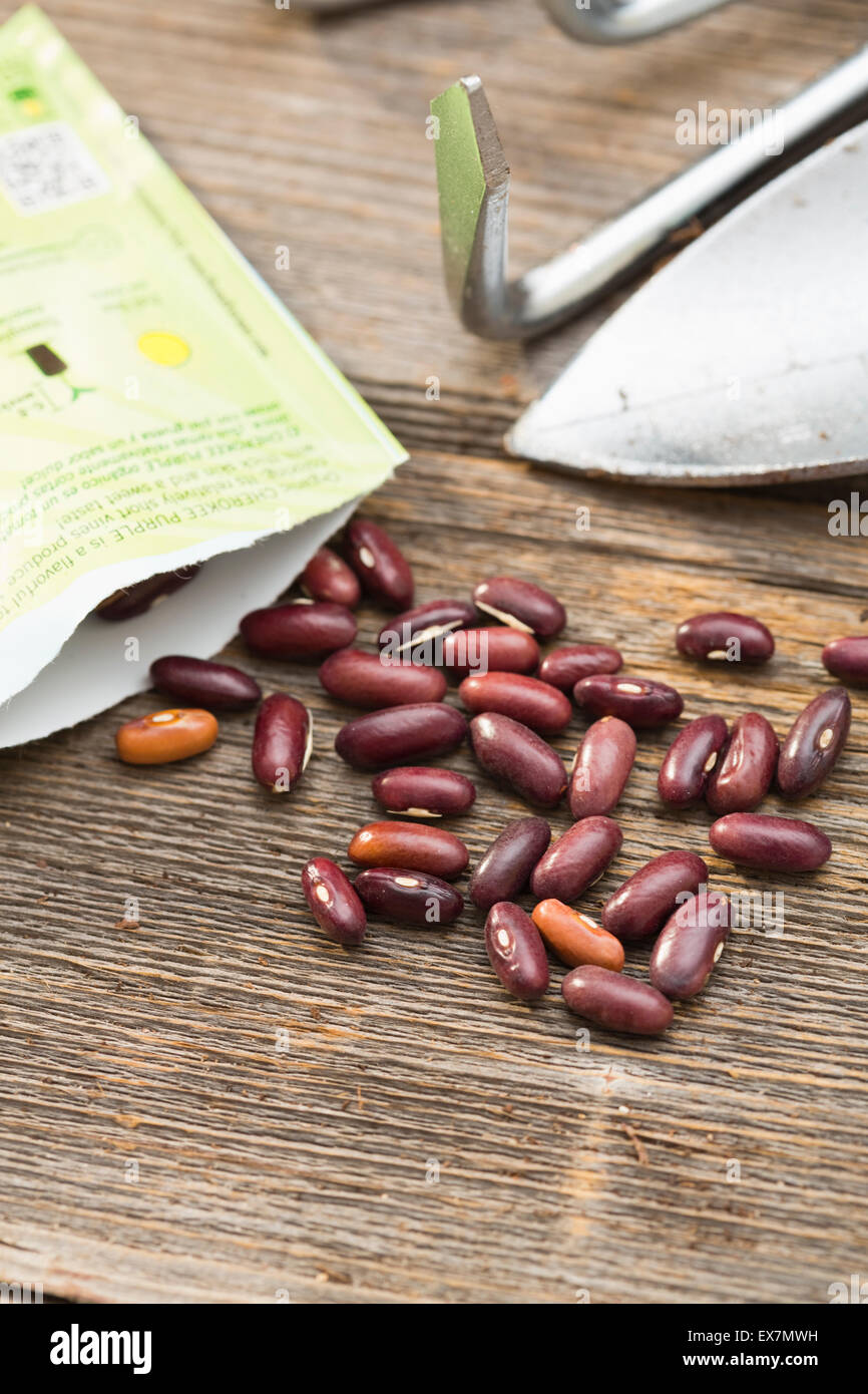 Bean seeds and tools Stock Photo - Alamy