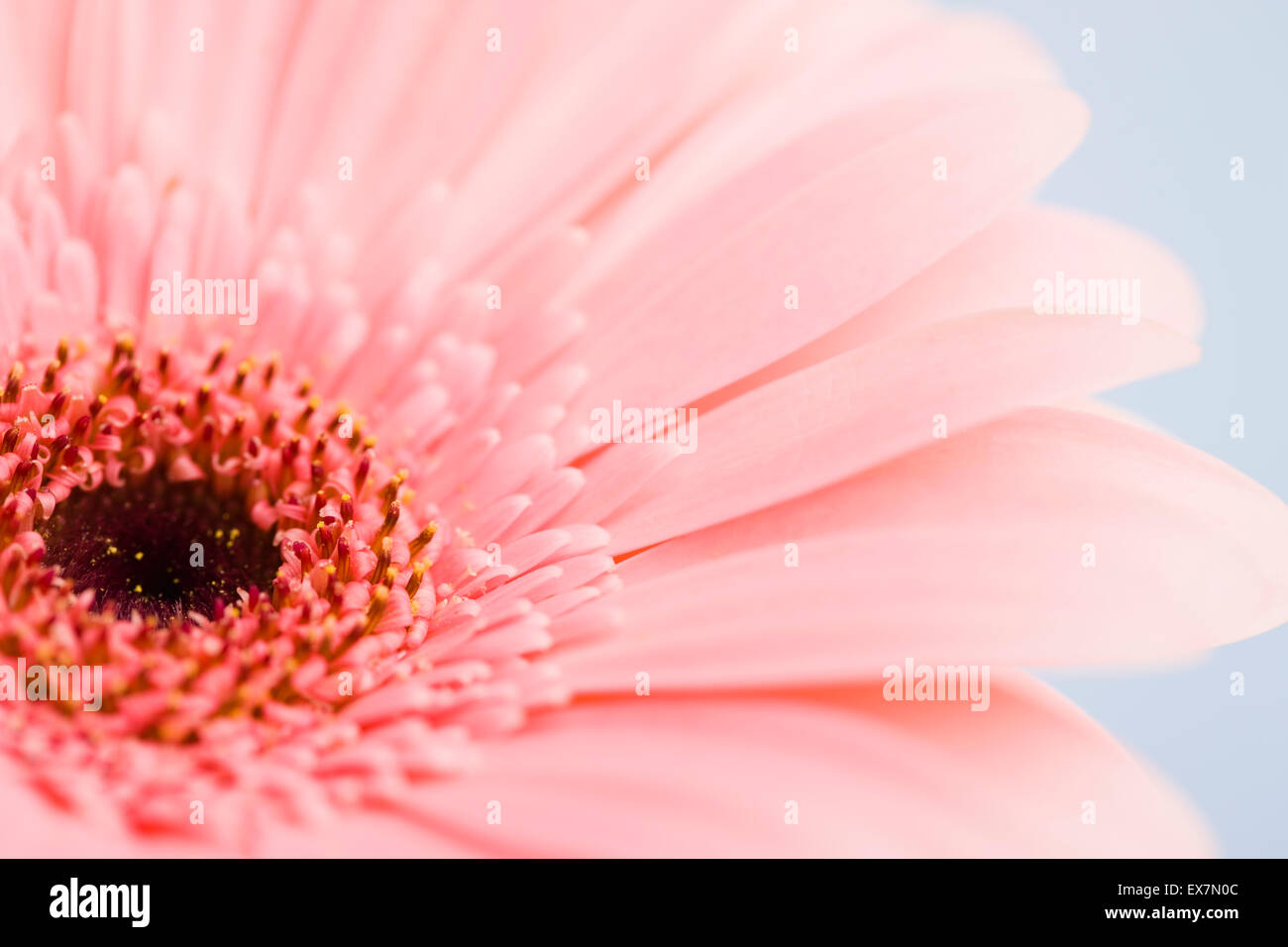 Pink daisy field hi-res stock photography and images - Alamy