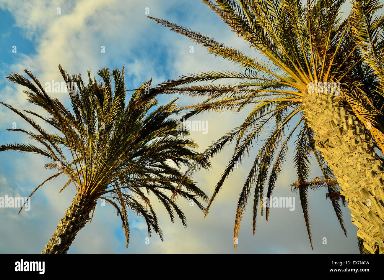 Green Palm Canarian Tree Stock Photo - Alamy