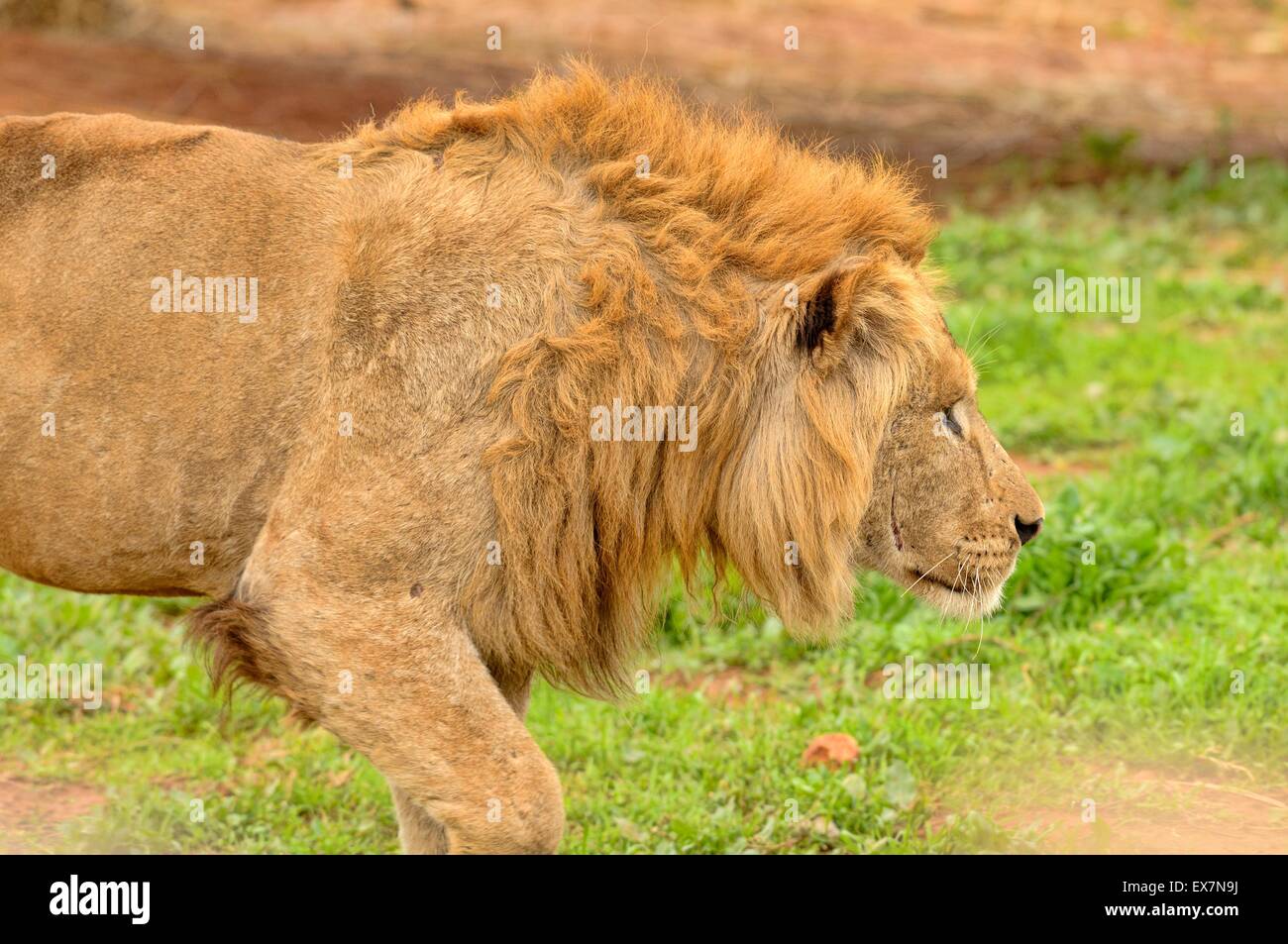 Barbary lion hi-res stock photography and images - Alamy