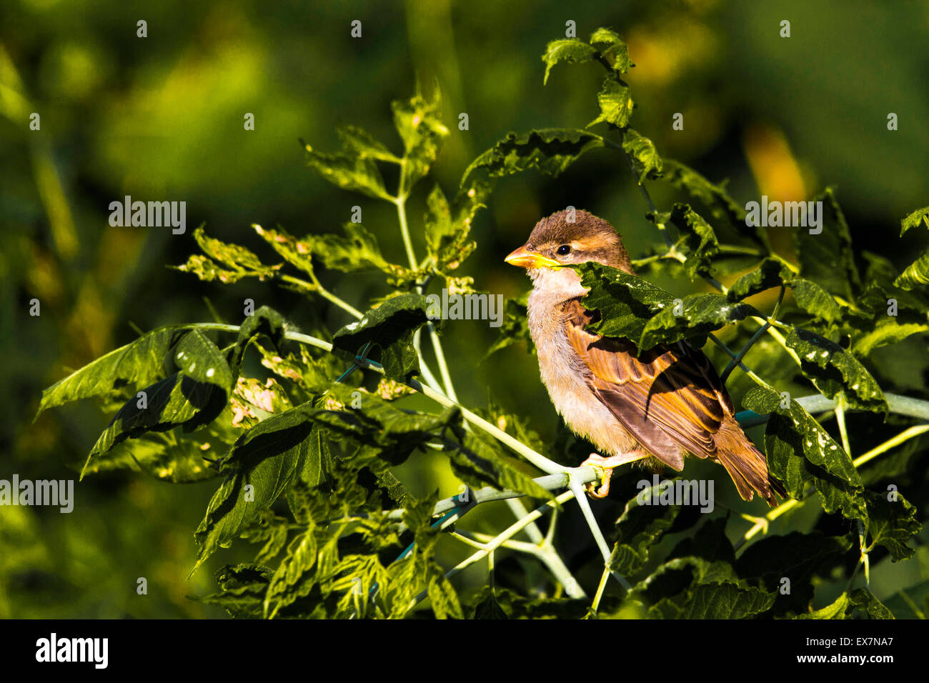 A young robin pokes it's head out from the branch it is sitting on ...