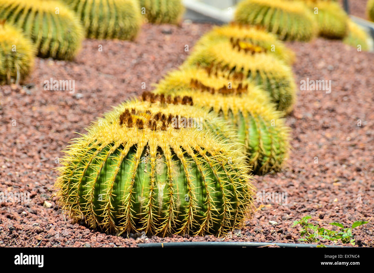 Cactus in the Desert Stock Photo - Alamy