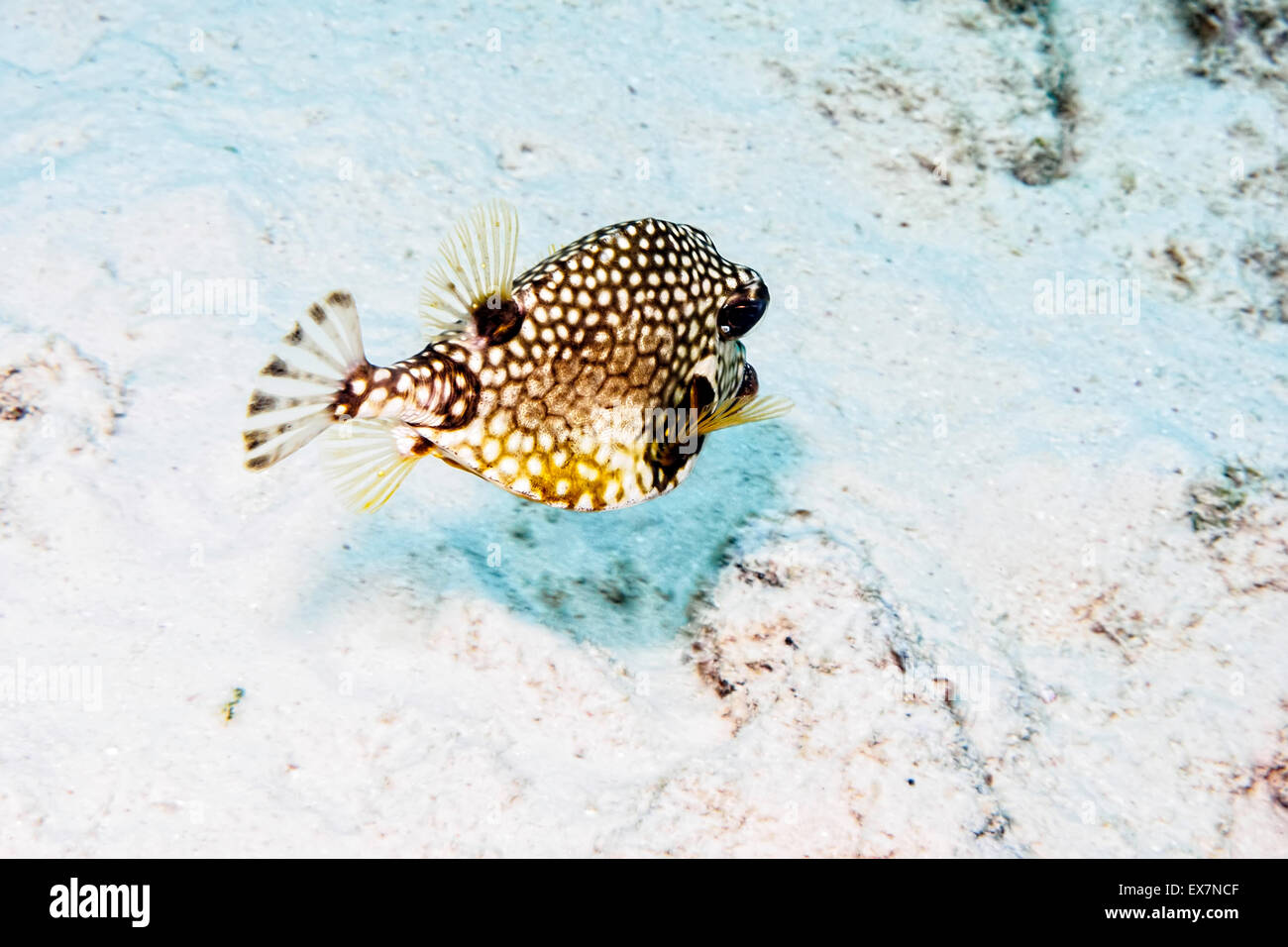 Smooth trunkfishes hi-res stock photography and images - Alamy