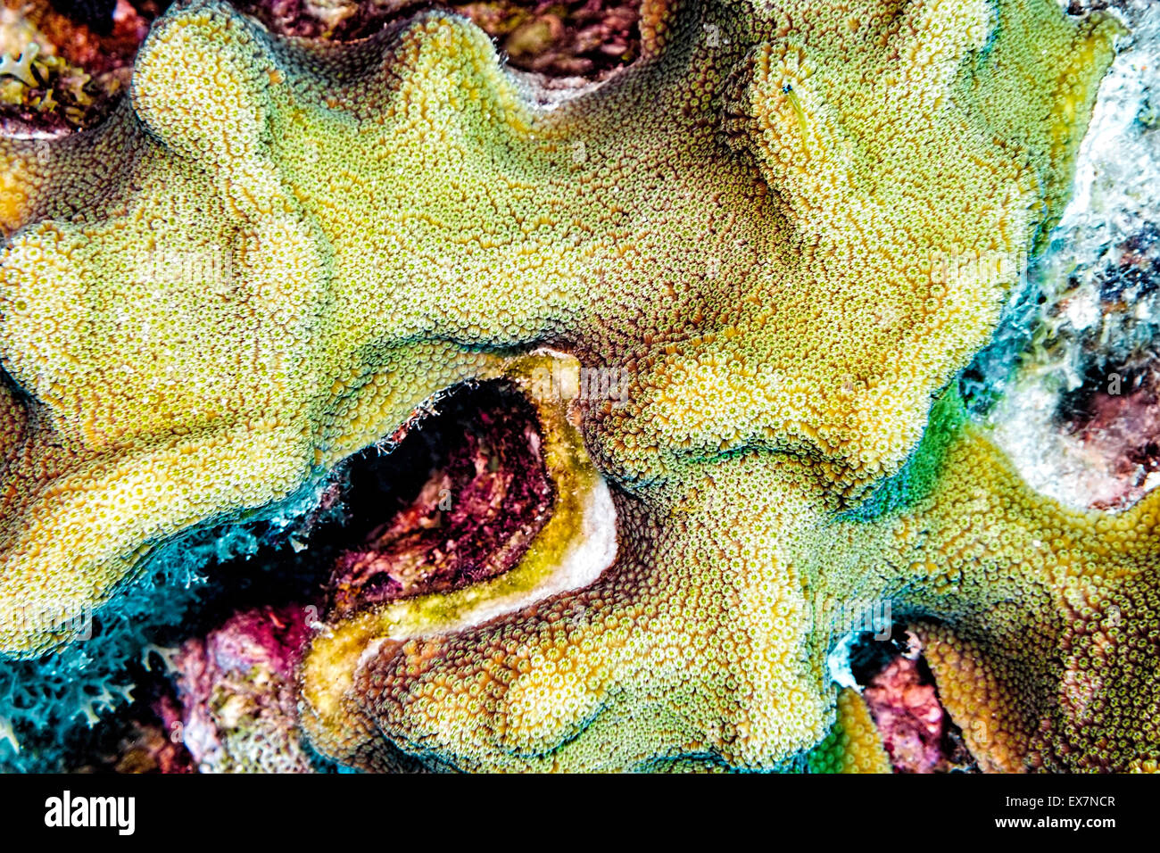 Star coral hi-res stock photography and images - Alamy