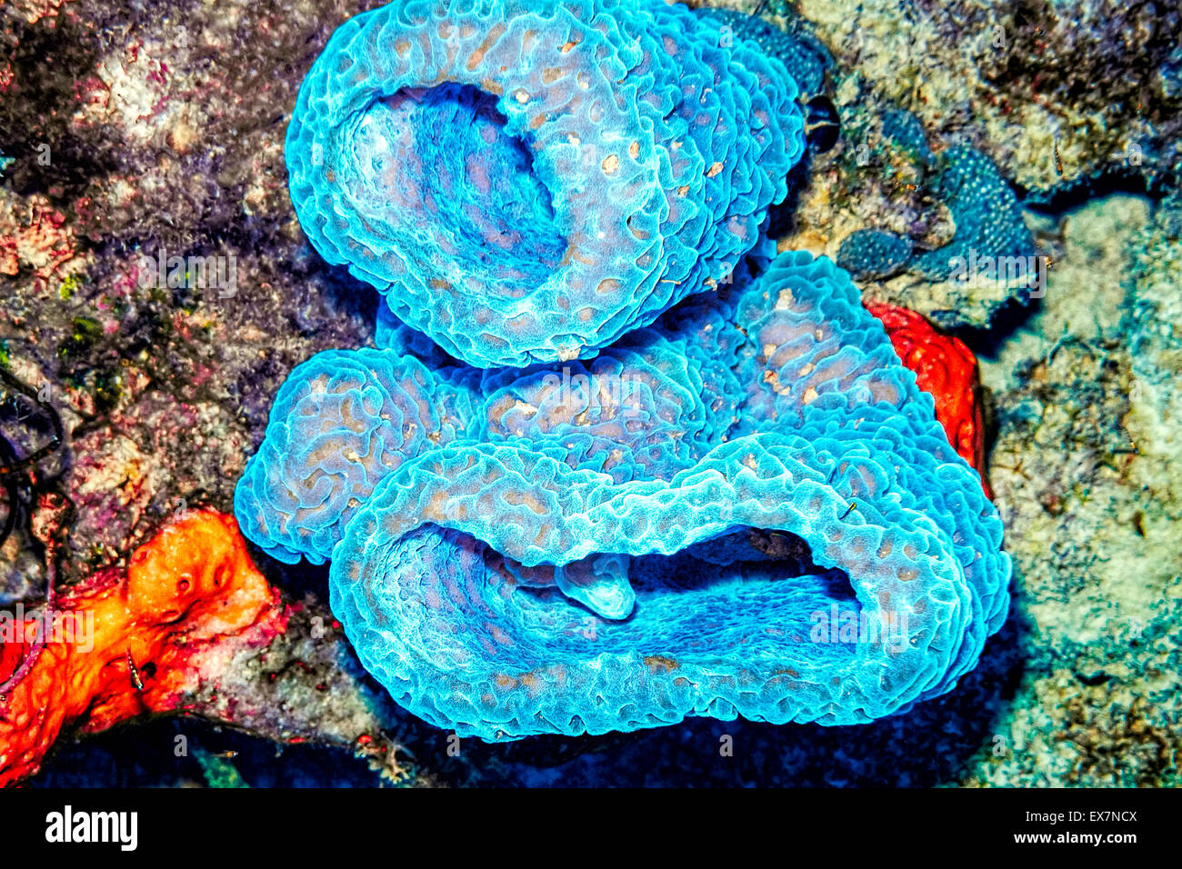 Azure Vase Sponge and Elephant Ear Sponge at The Lake Site in Bonaire ...
