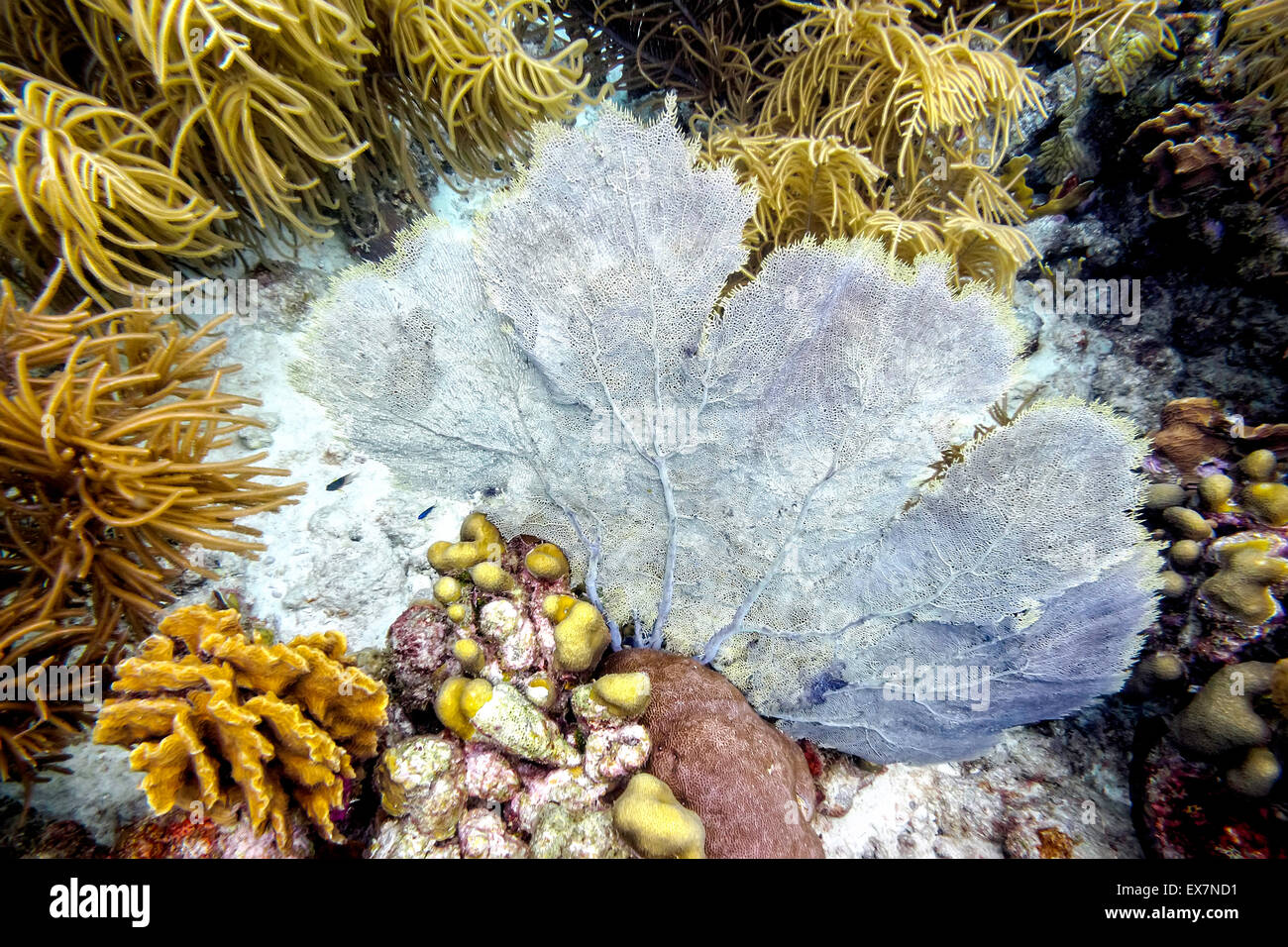 Beautiful sea fan coral hi-res stock photography and images - Alamy
