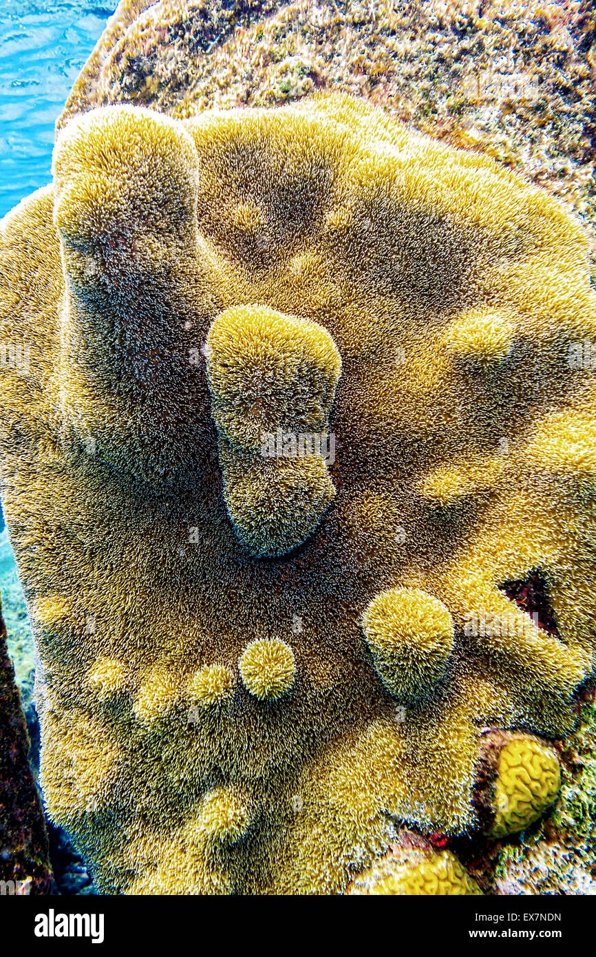 Massive coral hi-res stock photography and images - Alamy