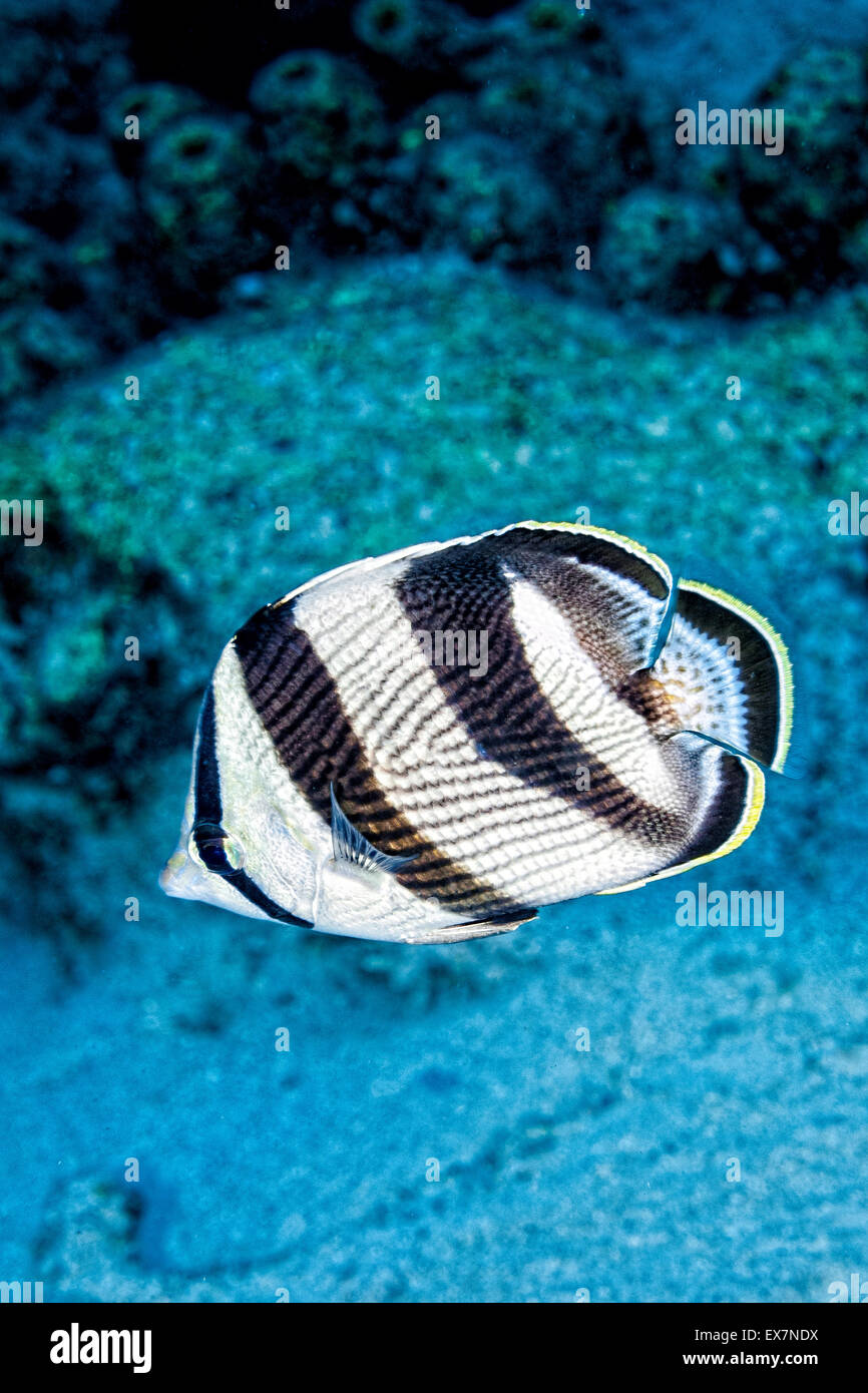 Butterflyfish caribbean hi-res stock photography and images - Alamy