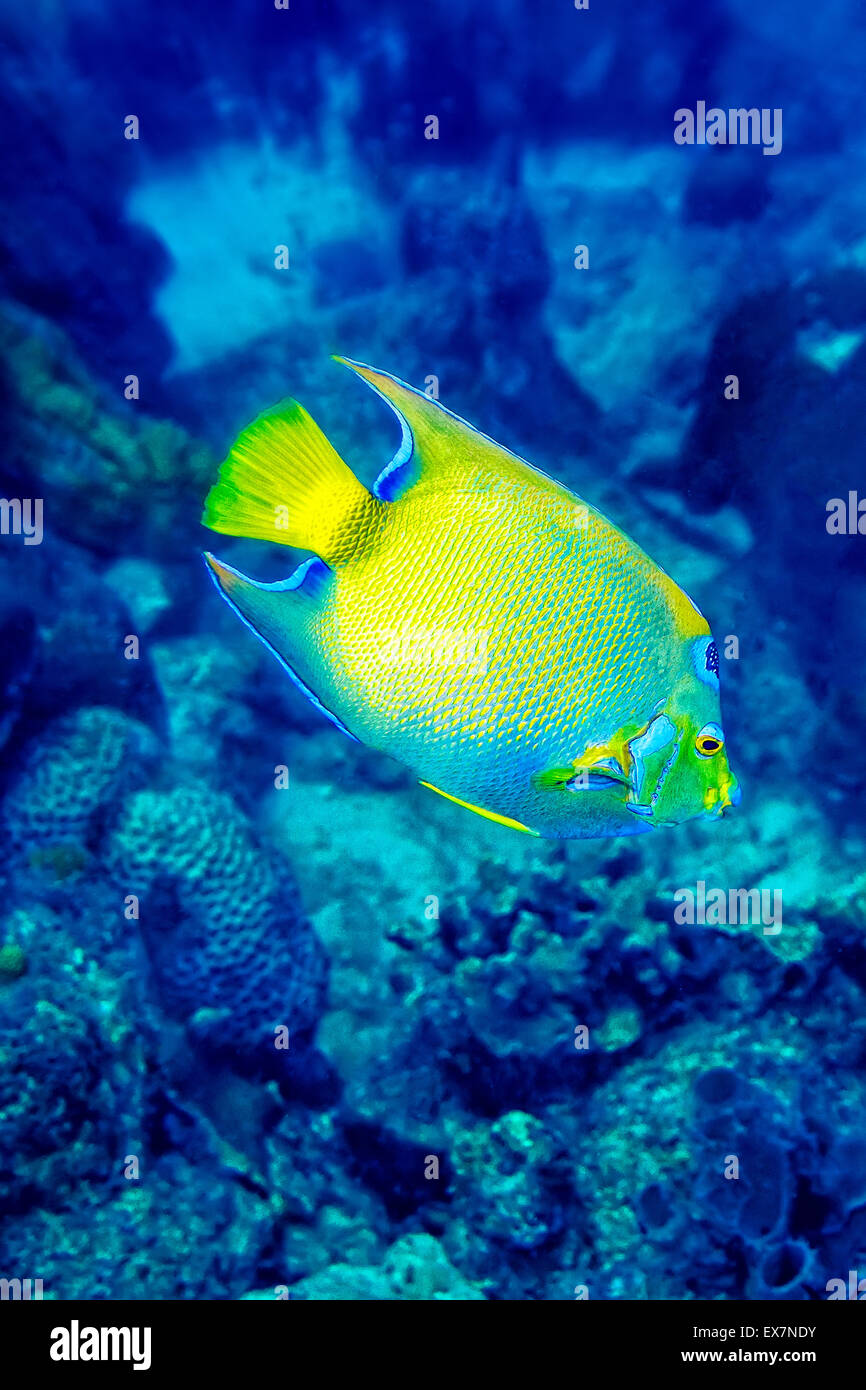 Queen Angelfish Swimming against the Reef in Bonaire Stock Photo - Alamy
