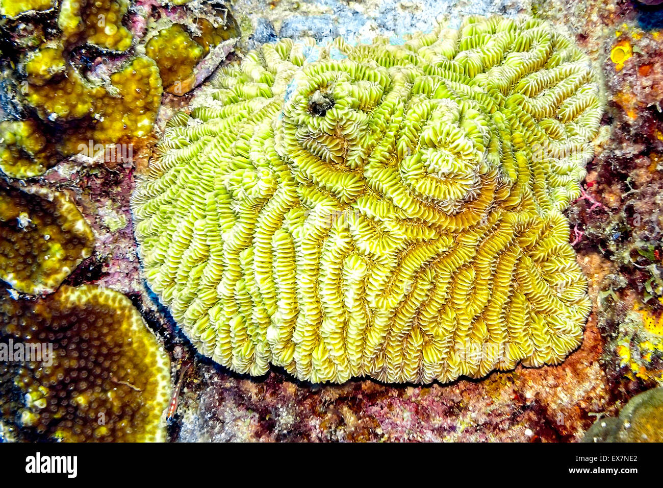 Sea worms hi-res stock photography and images - Alamy