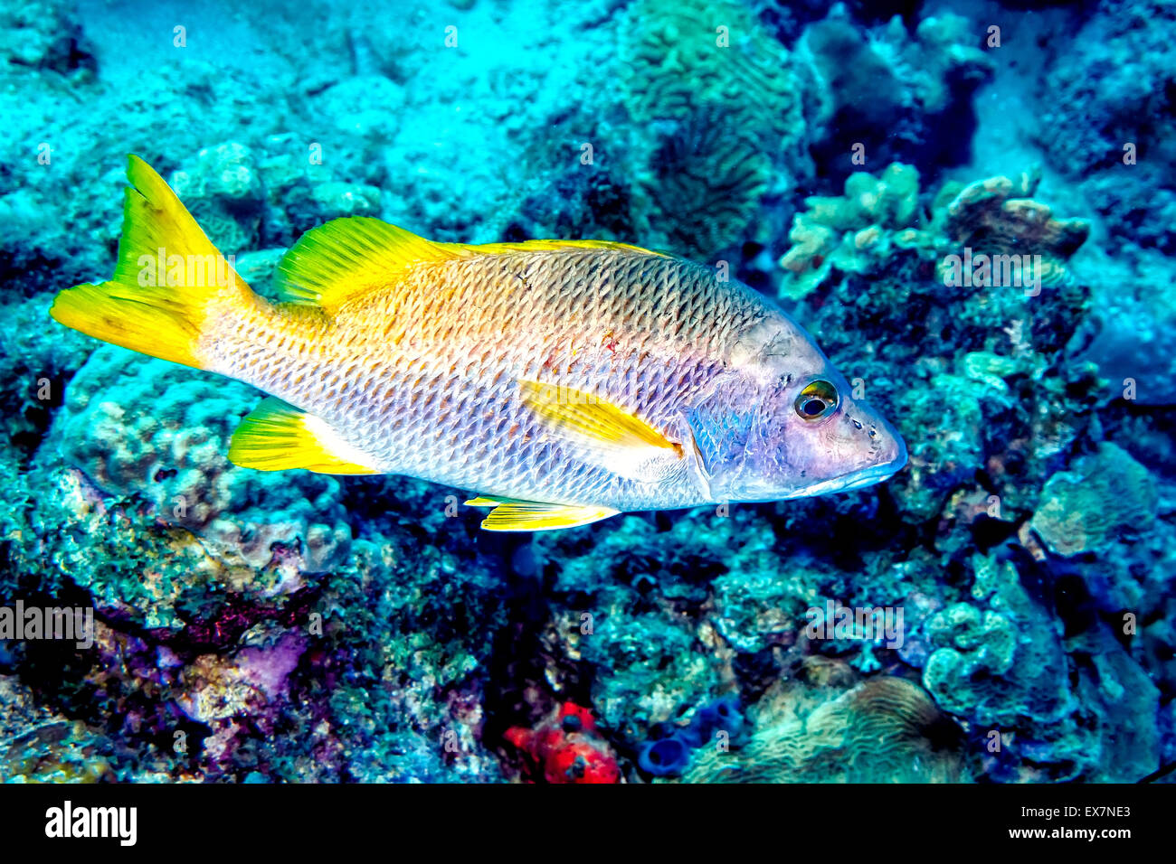 Snapper fish swimming caribbean hi-res stock photography and images - Alamy