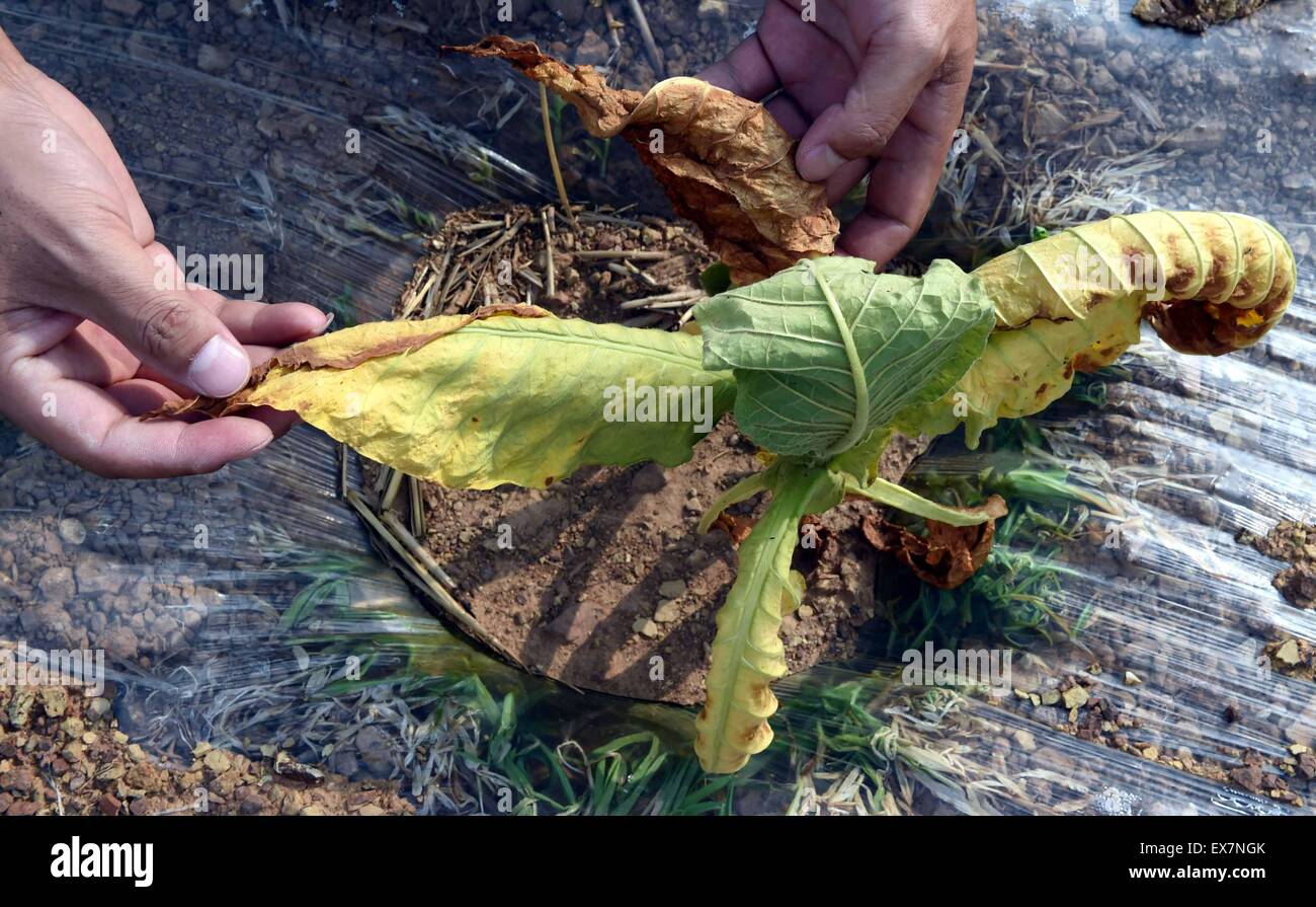Chuxiong, China's Yunnan Province. 8th July, 2015. A farmer checks a ...