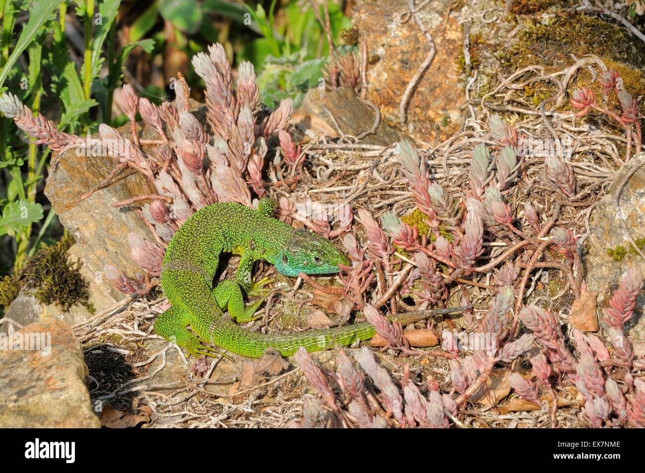 European Green Lizard Lacerta viridis Photographed in France Stock ...