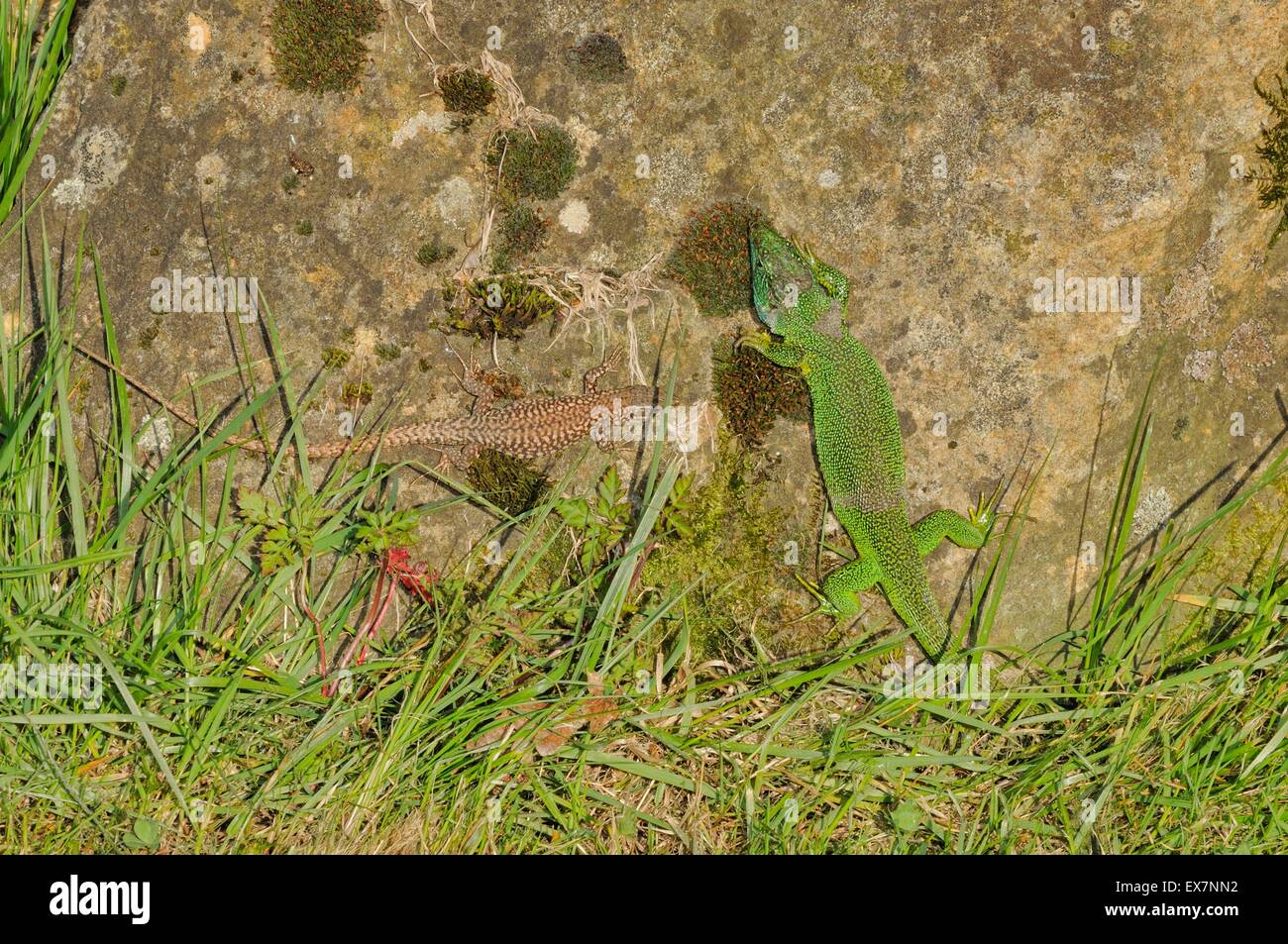 European Green Lizard Lacerta viridis Photographed in France Stock ...