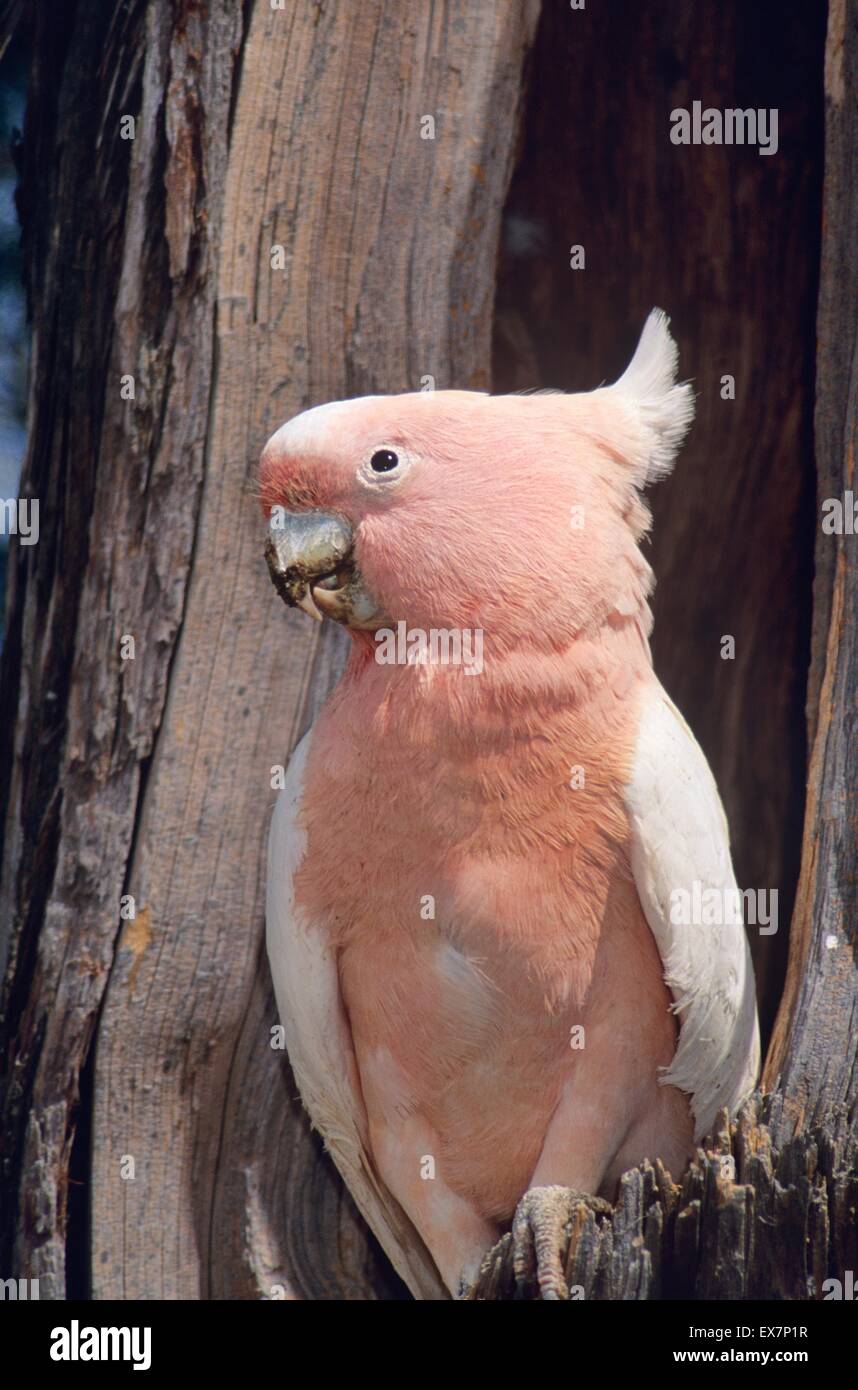 Major Mitchell's Cockatoo Lophochroa leadbeateri Photographed at Pink ...