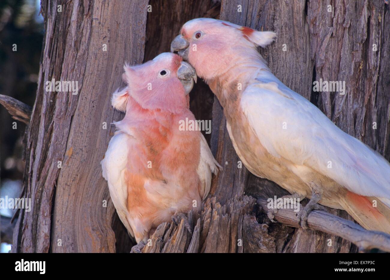 Major Mitchell's Cockatoo, Lophochroa leadbeateri Pair at nest hole ...