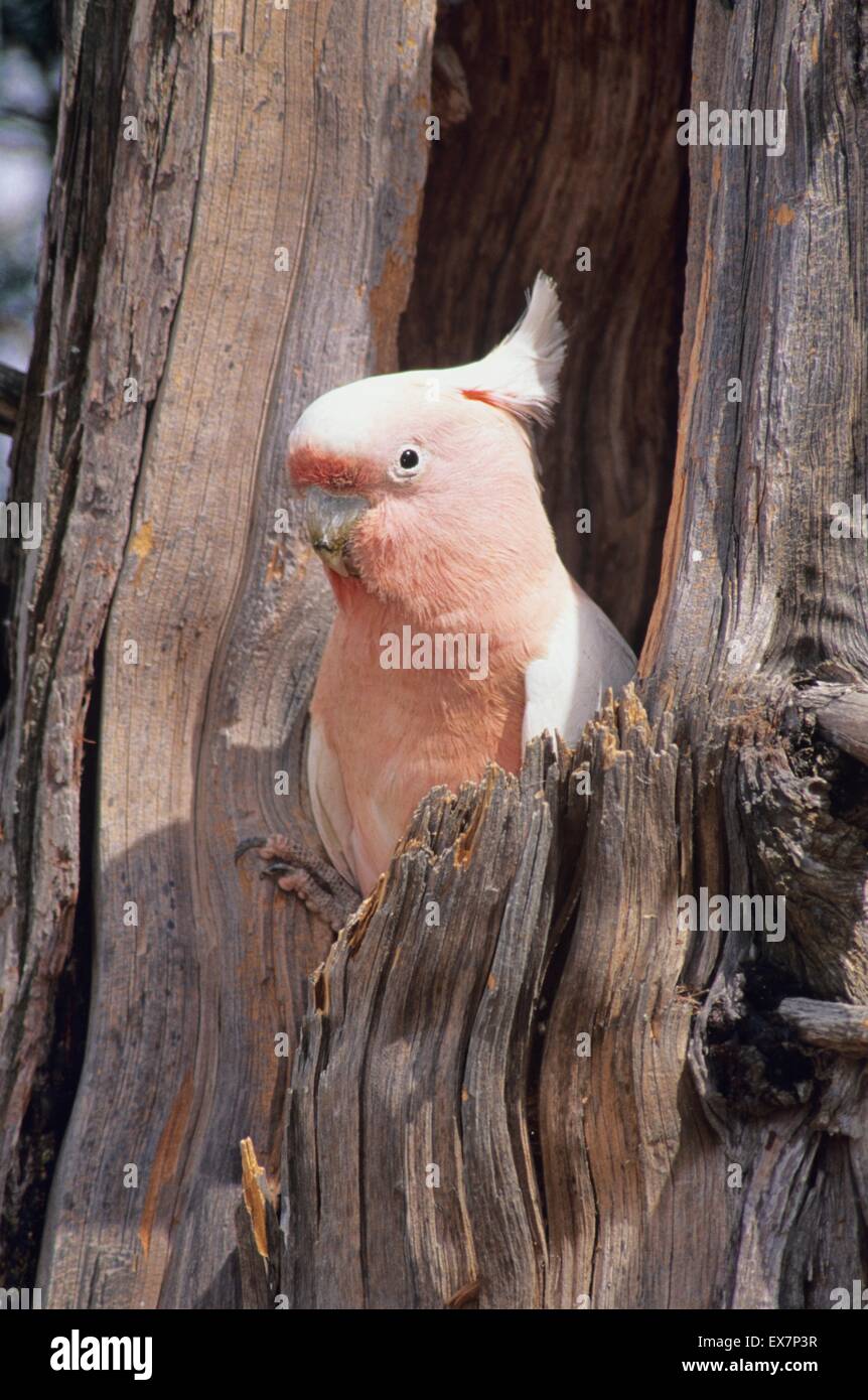 Major Mitchell's Cockatoo Lophochroa leadbeateri Photographed at Pink ...