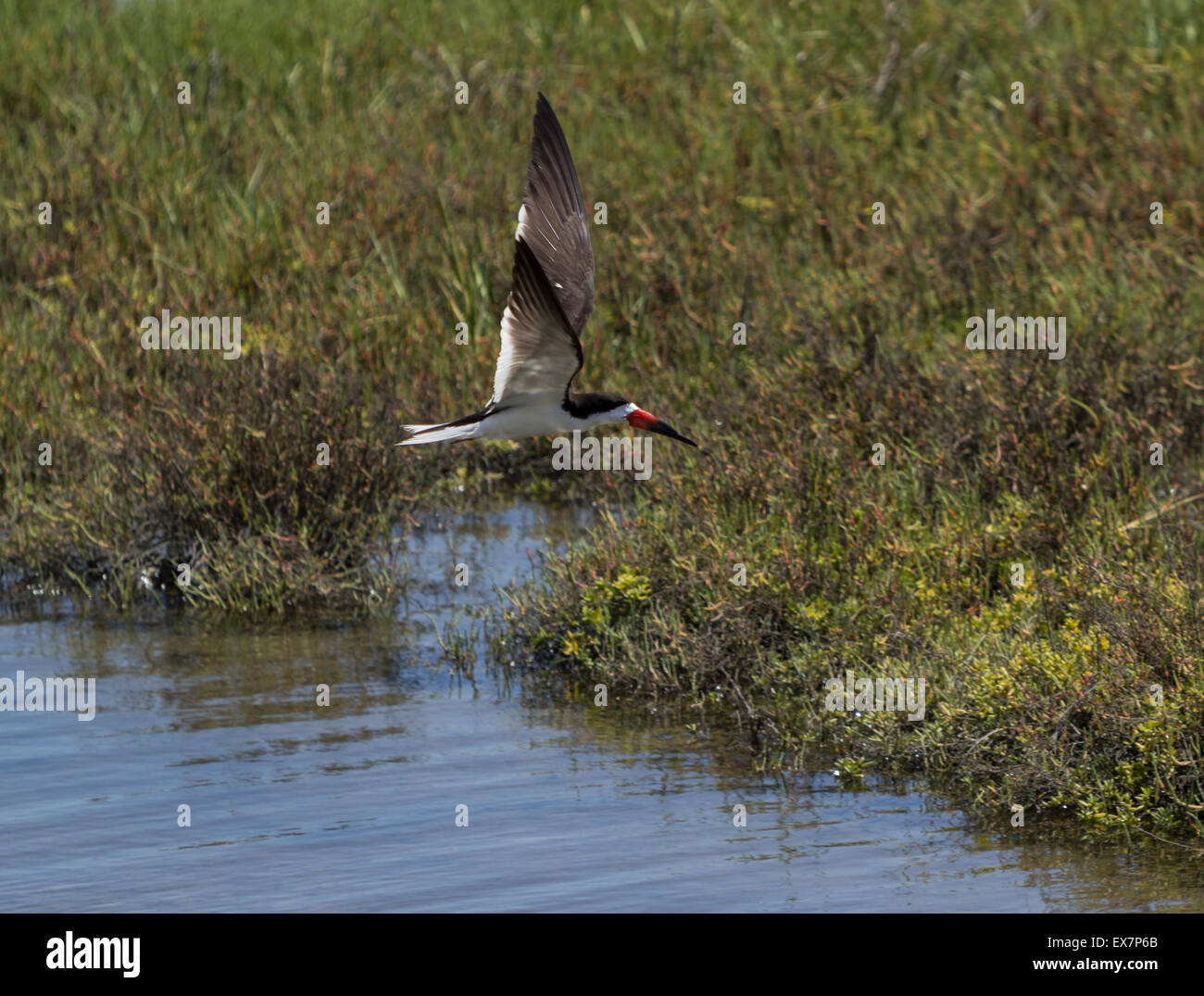 Black skimmer rynchops niger bird hi-res stock photography and images ...