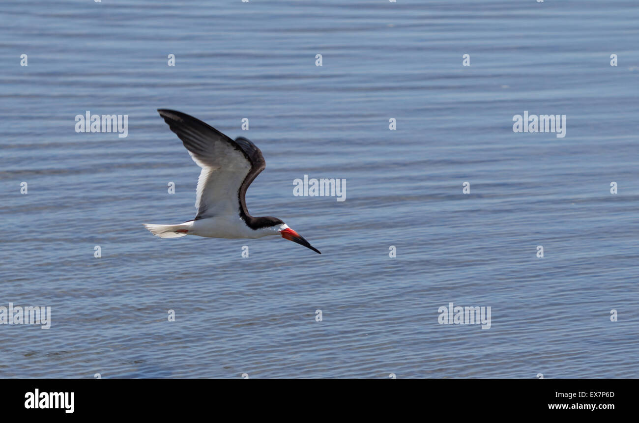 Black skimmer rynchops niger bird hi-res stock photography and images ...