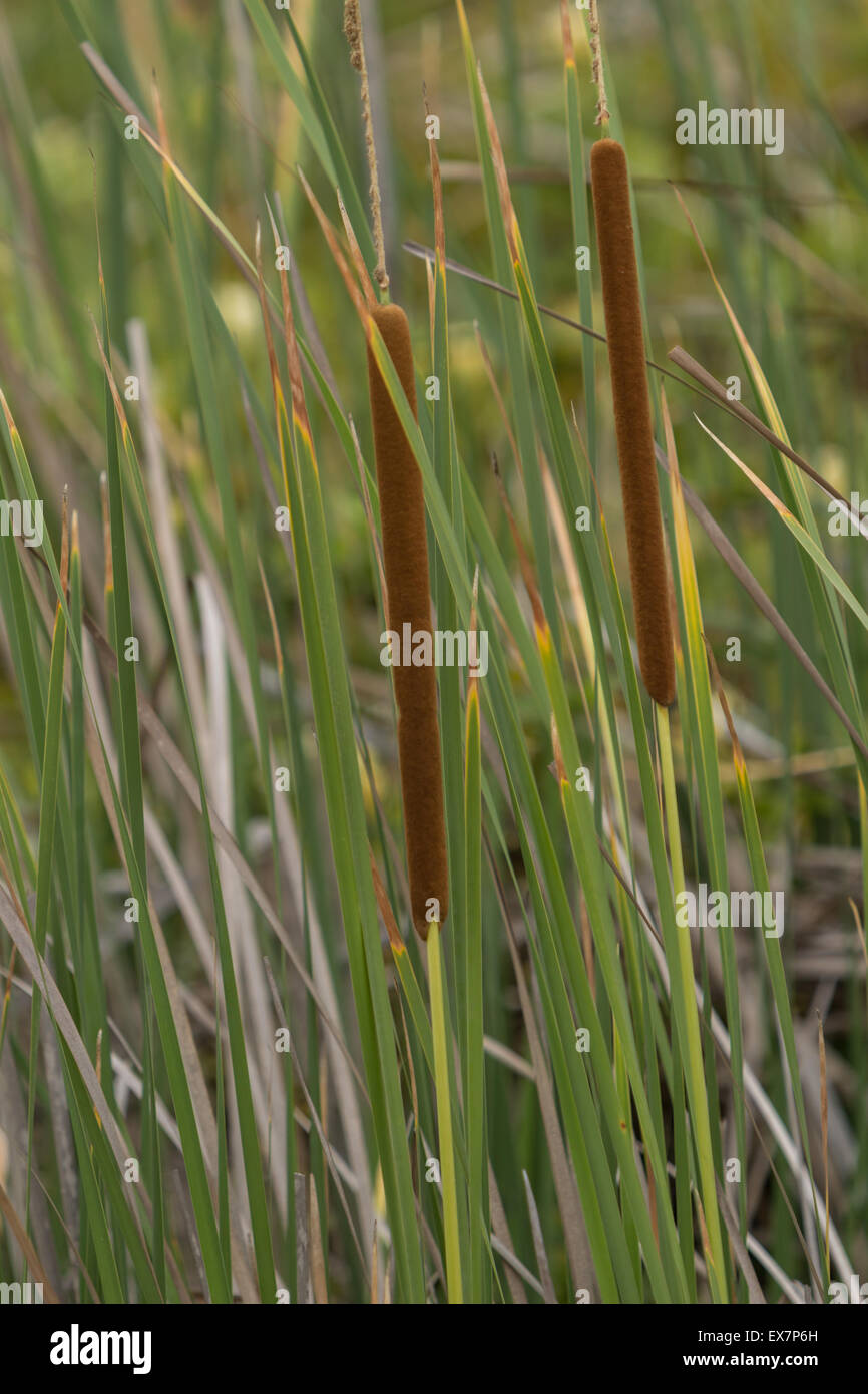 Cattails, Typha angustifolia, growing in the marsh in the back bay of ...