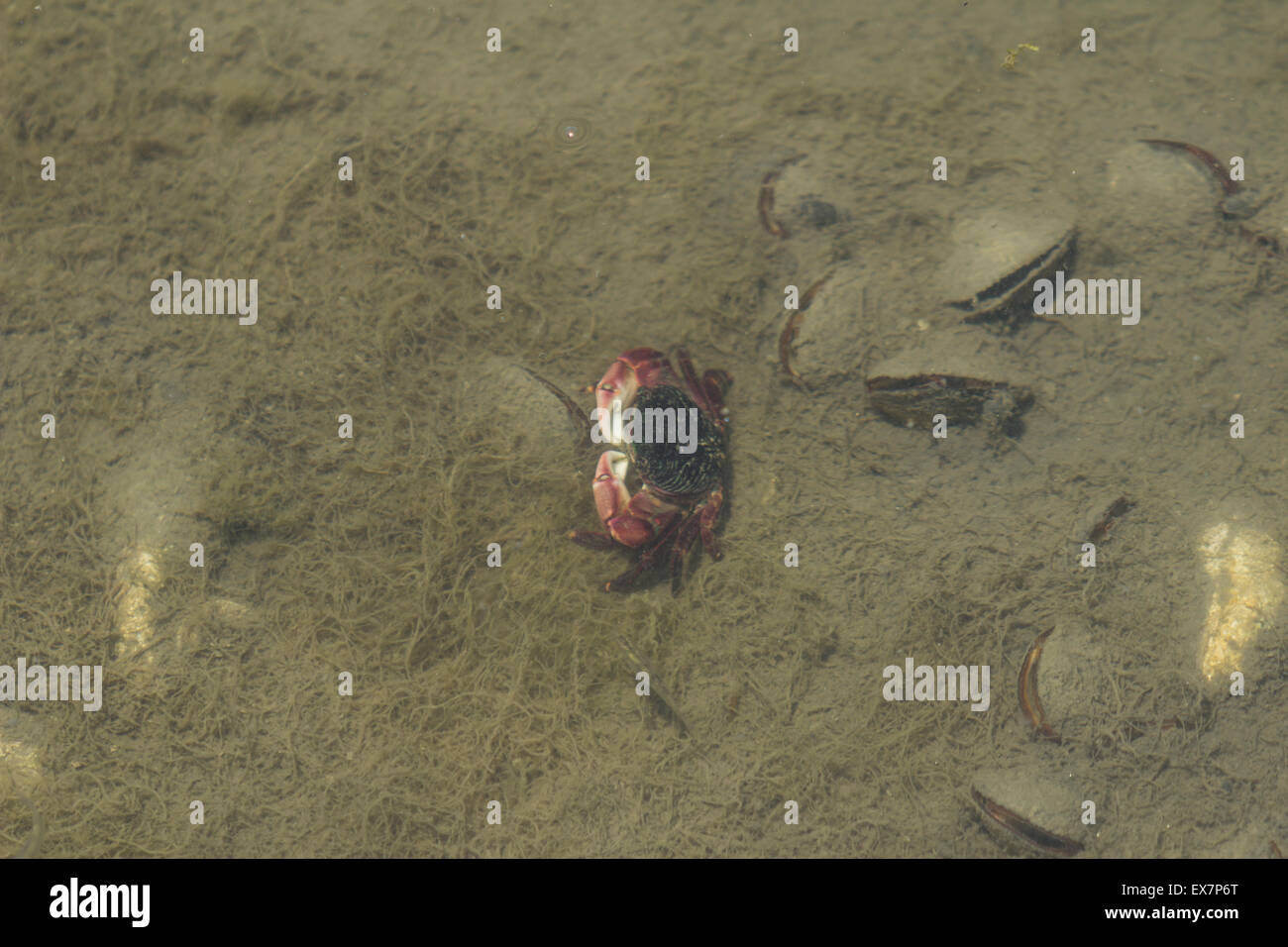 Striped shore crab / lined shore crab, Pachygrapsus crassipes, near ...