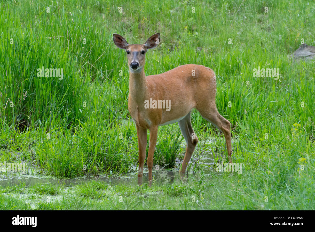 Whitetail doe at the stream Stock Photo - Alamy