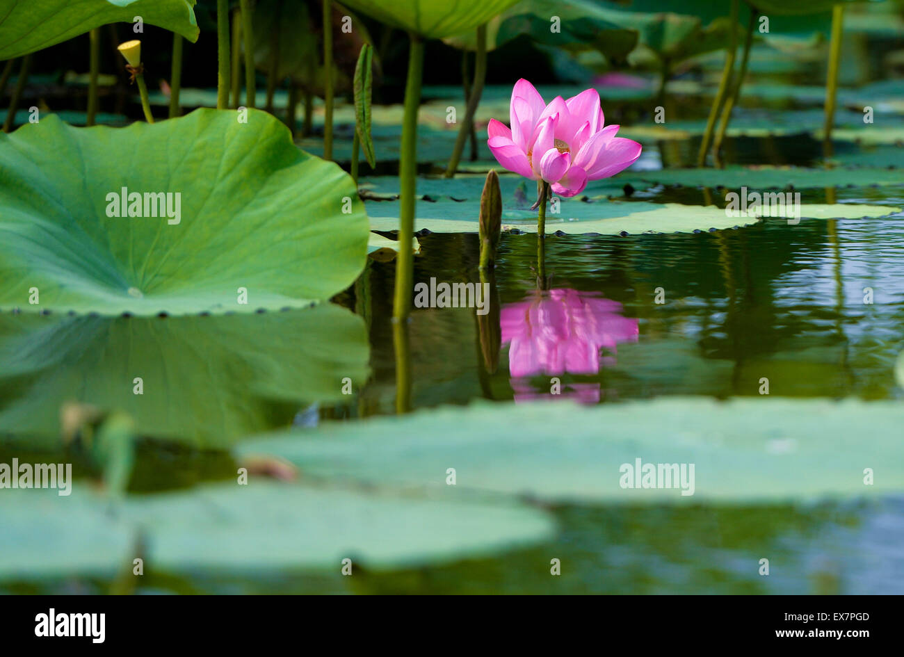 Junshan. 8th July, 2015. Photo taken on July 8, 2015 shows a blooming ...