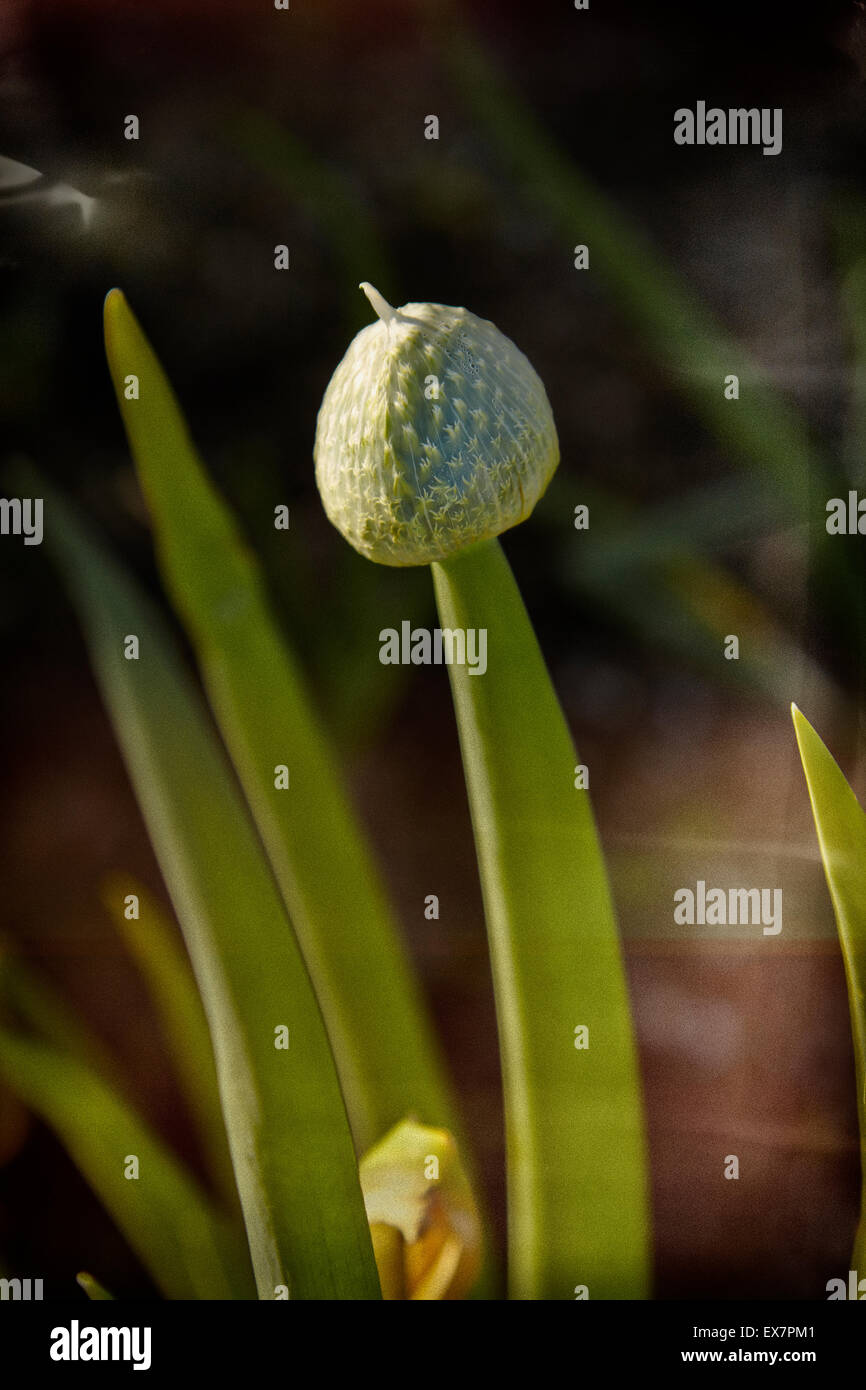Onion flower encased in sheath Stock Photo - Alamy