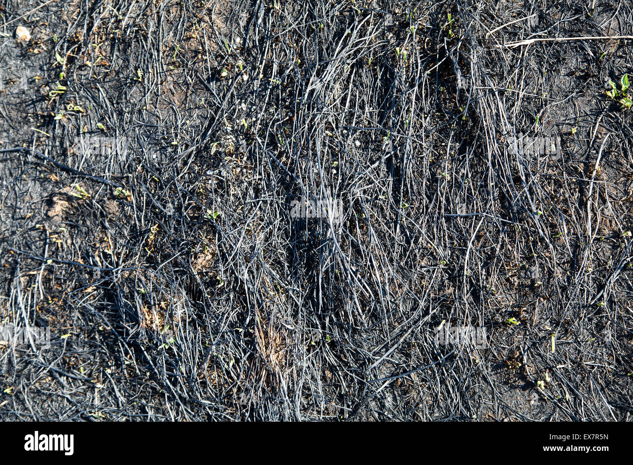 background of burn grass Stock Photo - Alamy