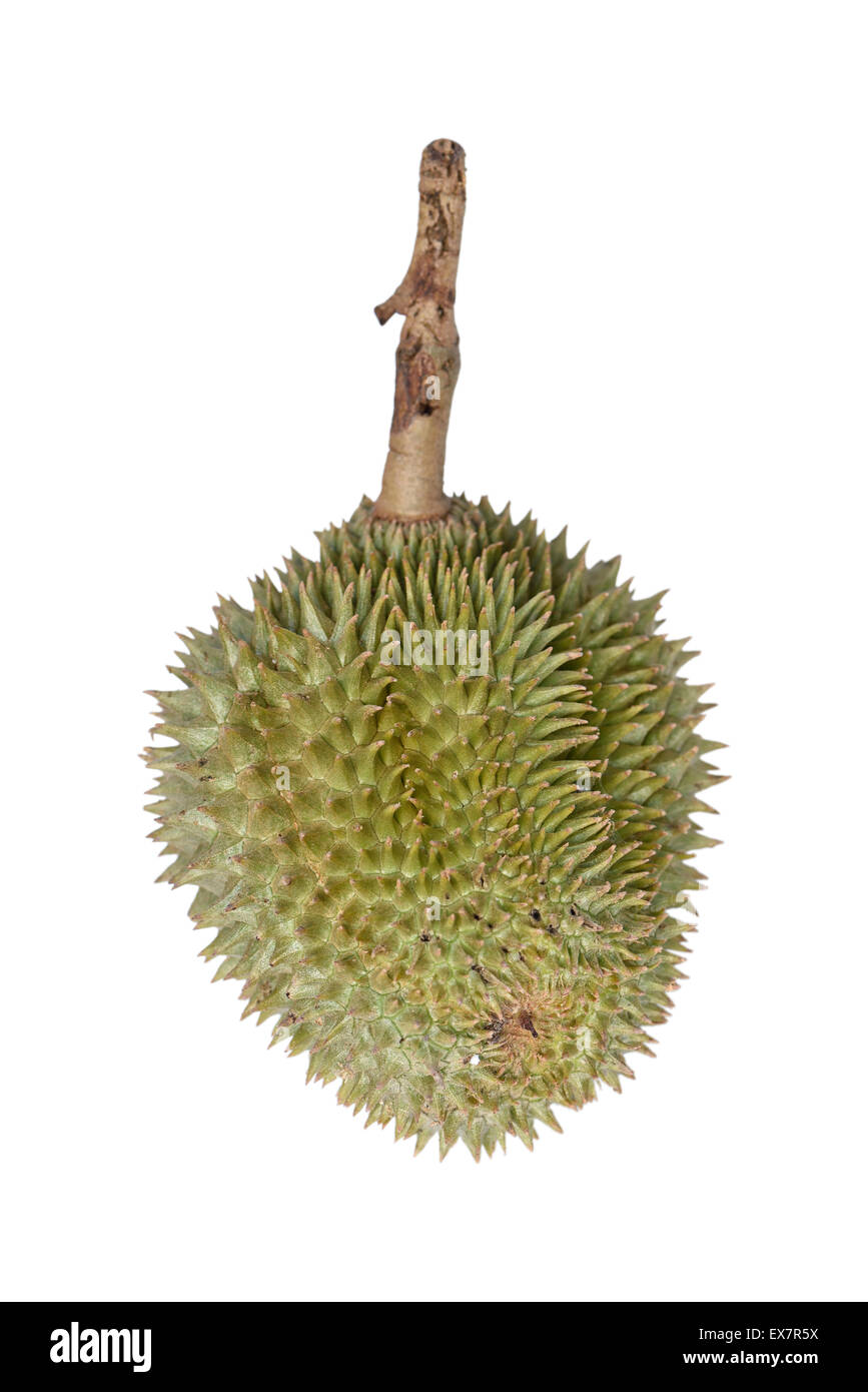 Very delicious durian Stock Photo - Alamy
