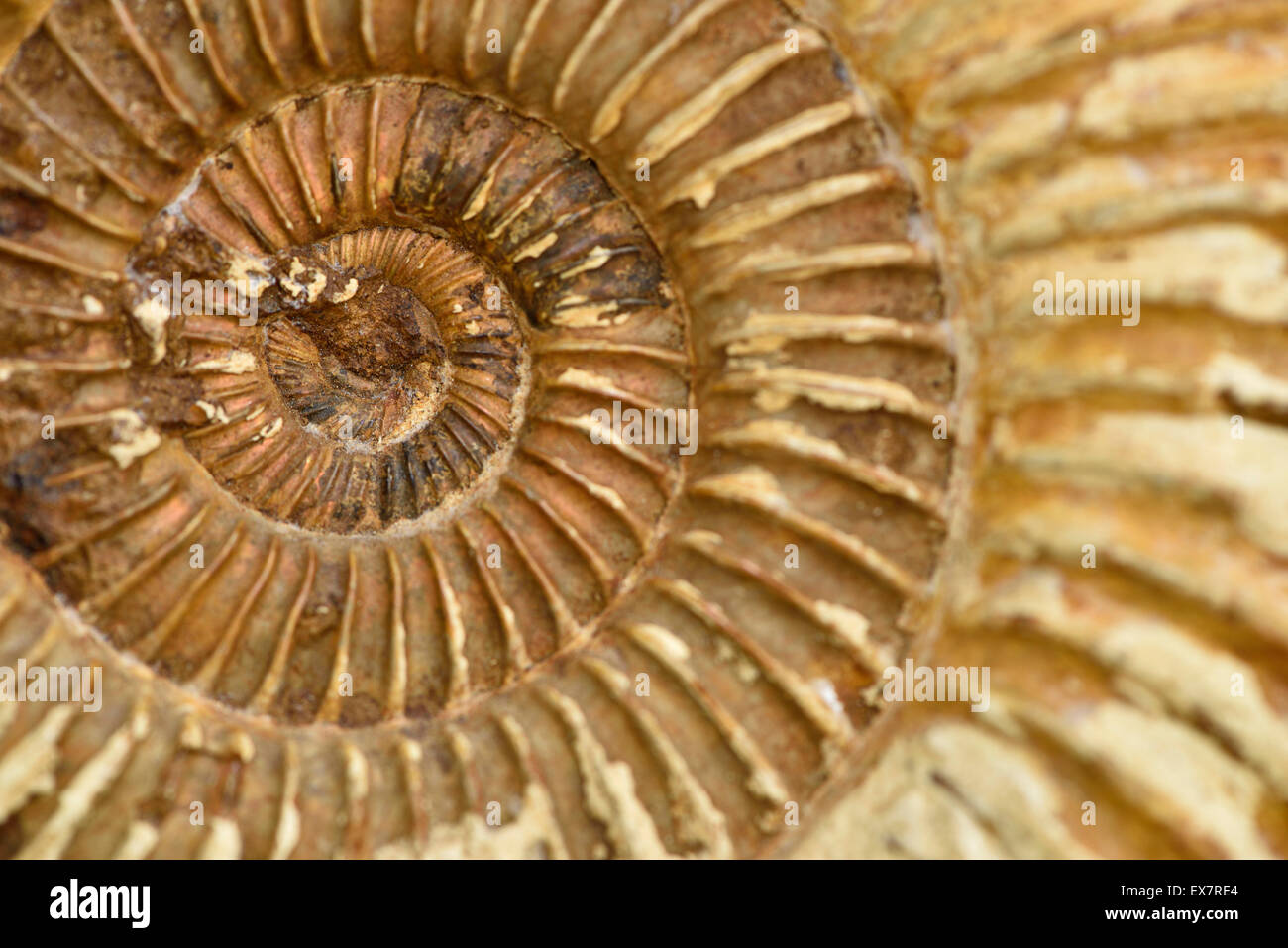 Antique shell texture Stock Photo - Alamy