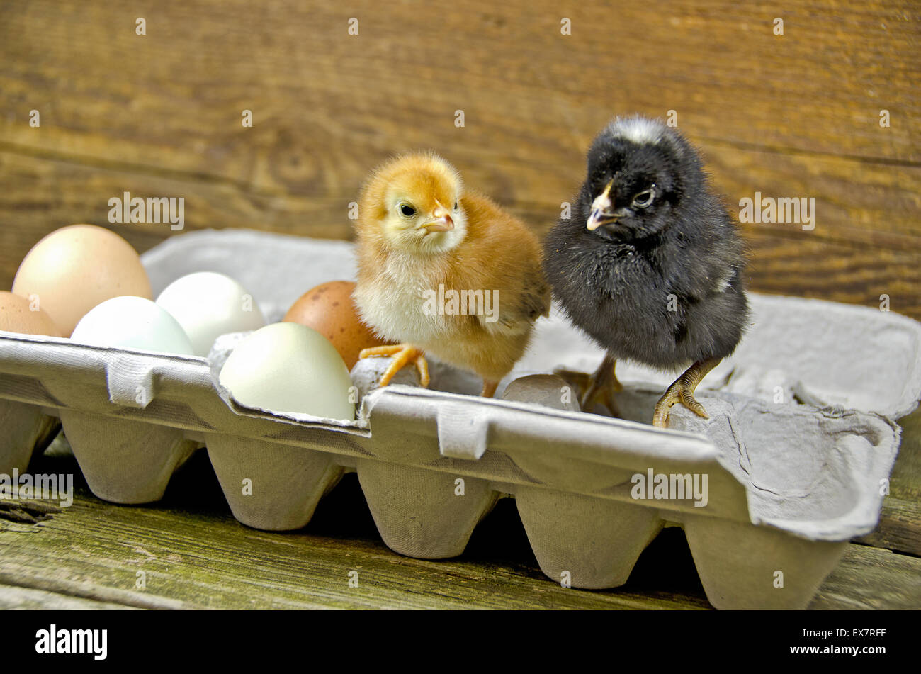 Pair of baby chicks and fresh laid eggs in a gray egg carton Stock ...