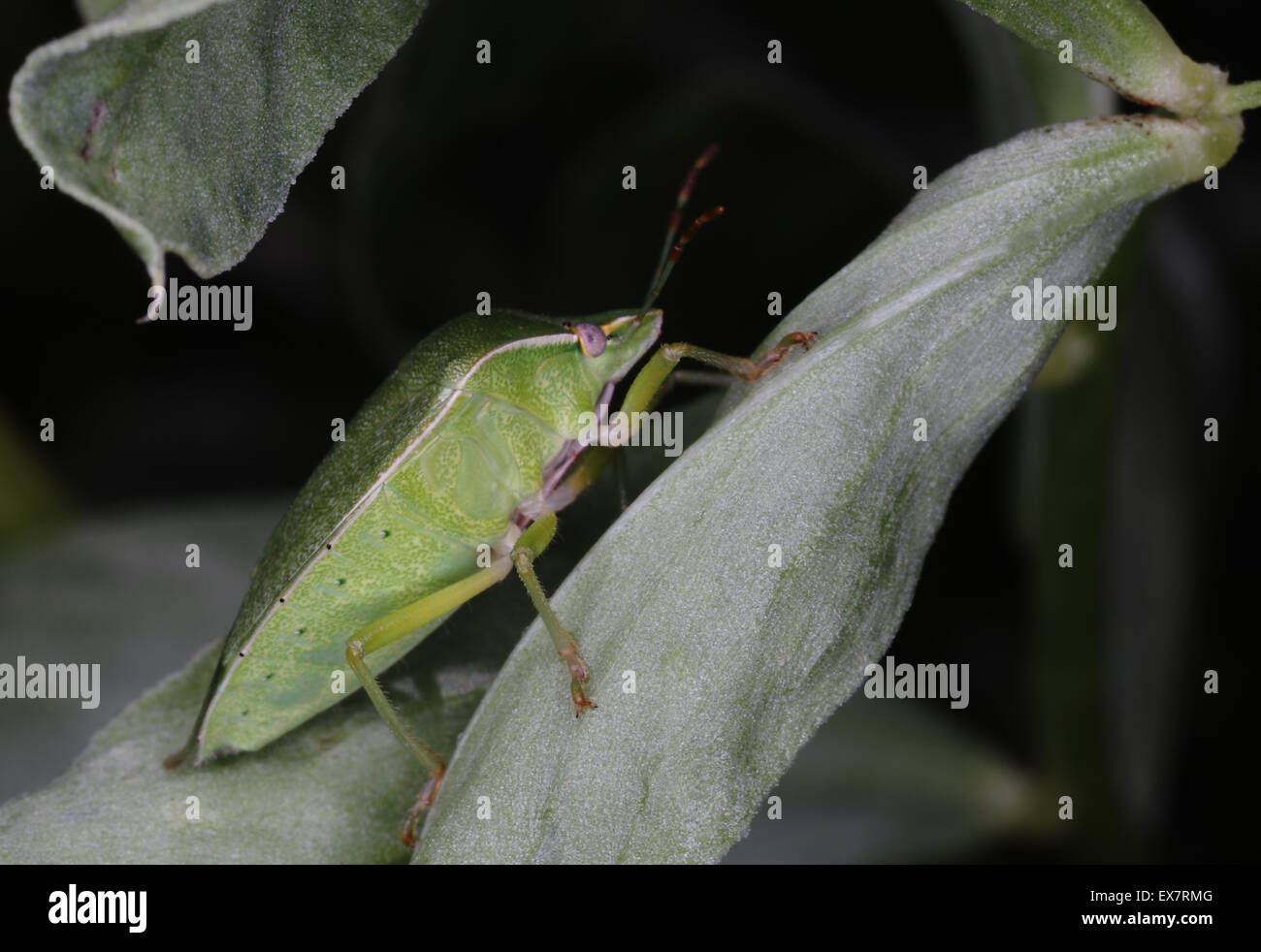 Bean and leaf hi-res stock photography and images - Alamy